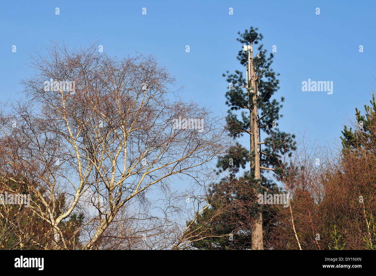 Cell phone tower tree pine hi-res stock photography and images - Alamy