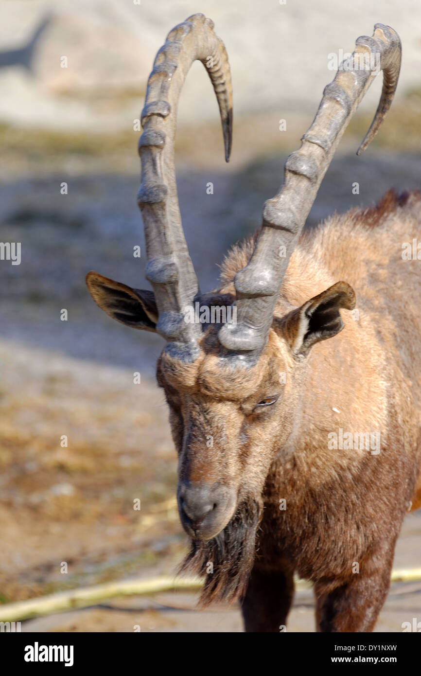 Nubian ibex (Capra nubiana) is a desert-dwelling goat species Stock ...