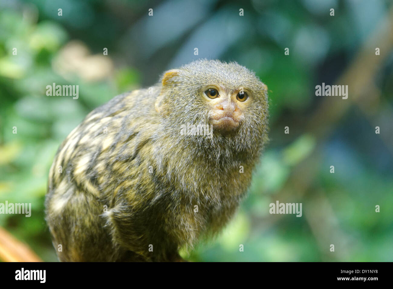 New world monkey hi-res stock photography and images - Alamy