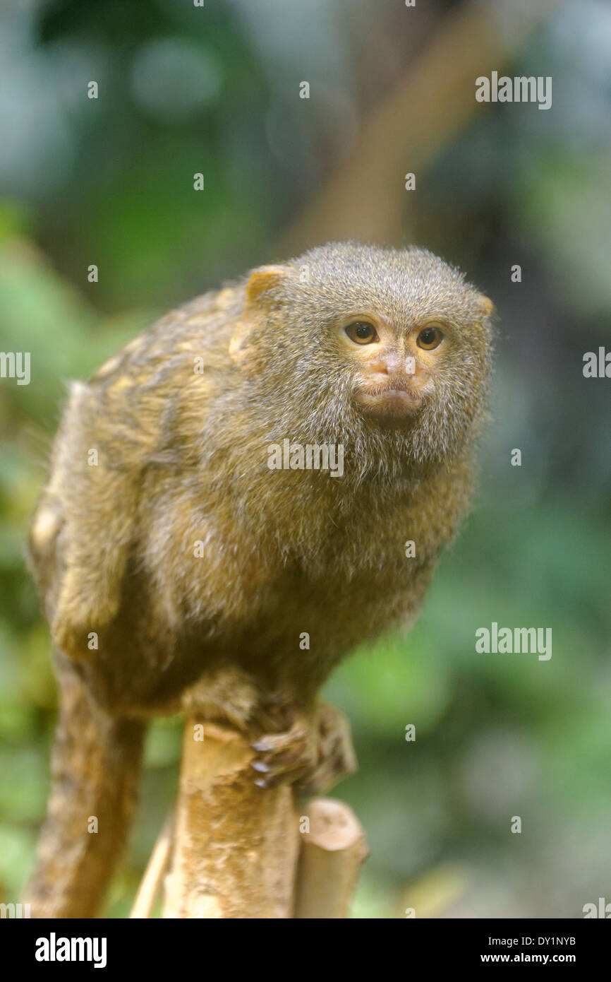 Pygmy marmoset (Cebuella pygmaea) is a small New World monkey native to ...