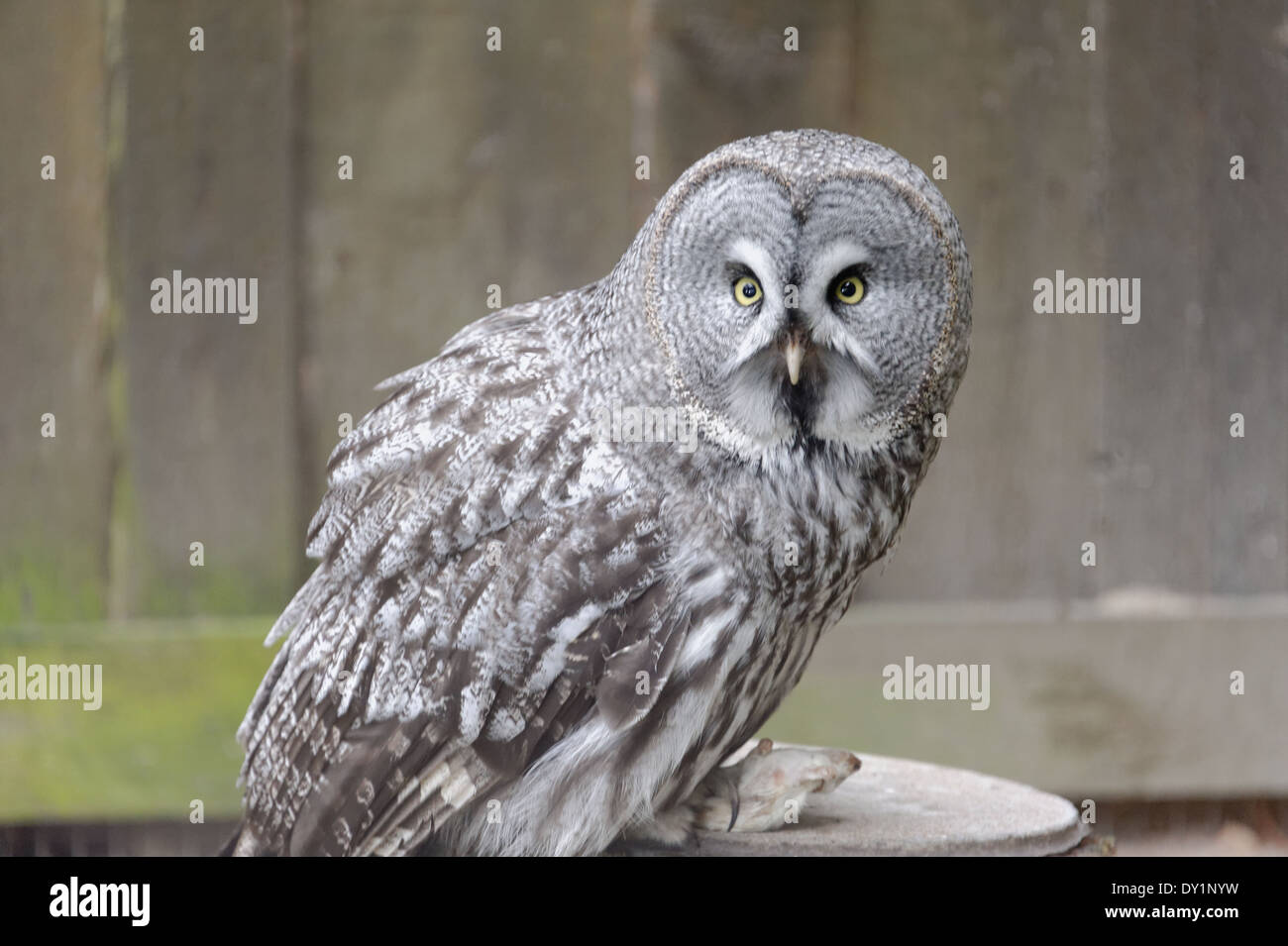 Worlds largest species of owl hi-res stock photography and images - Alamy