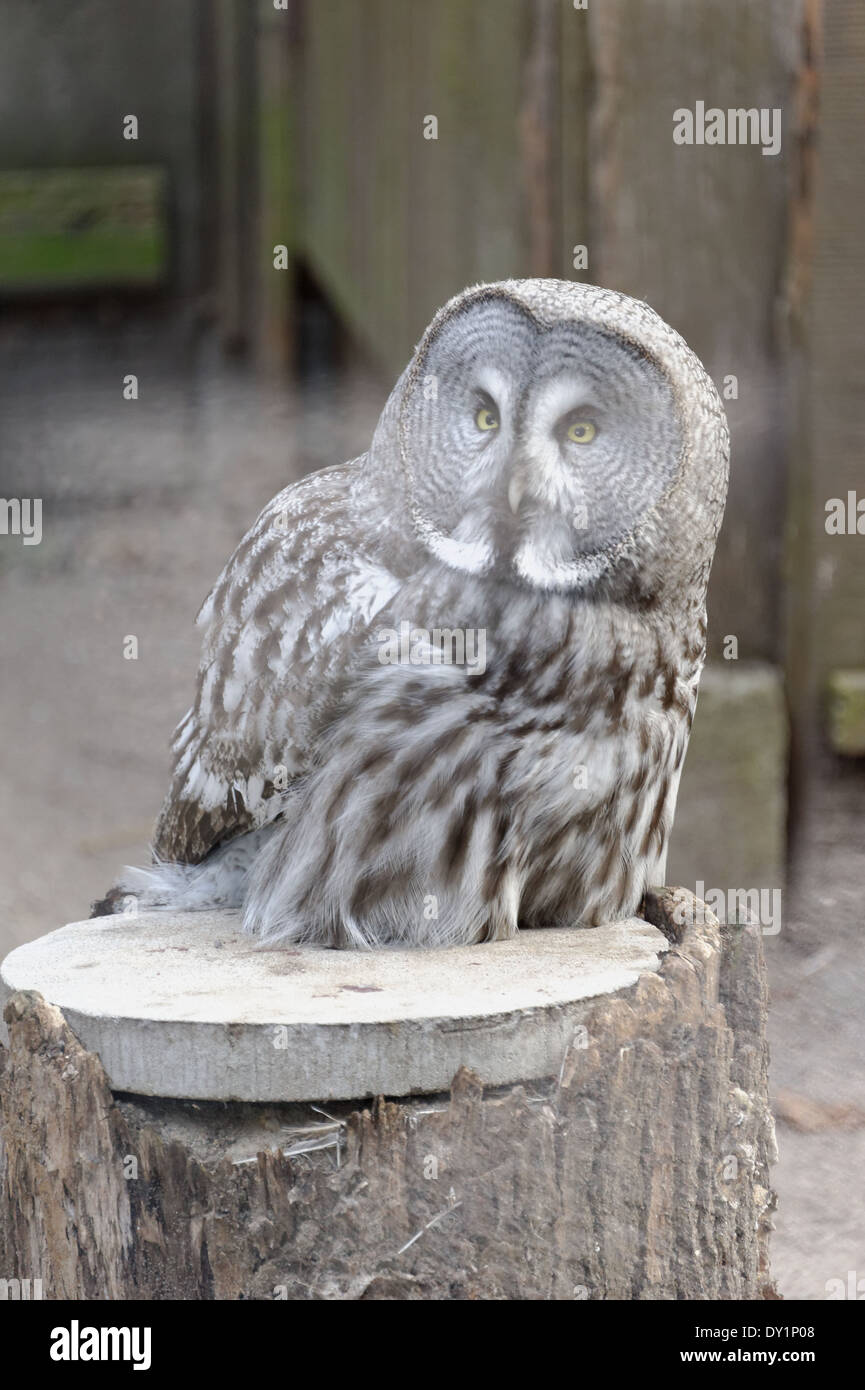 Worlds largest species hi-res stock photography and images - Alamy