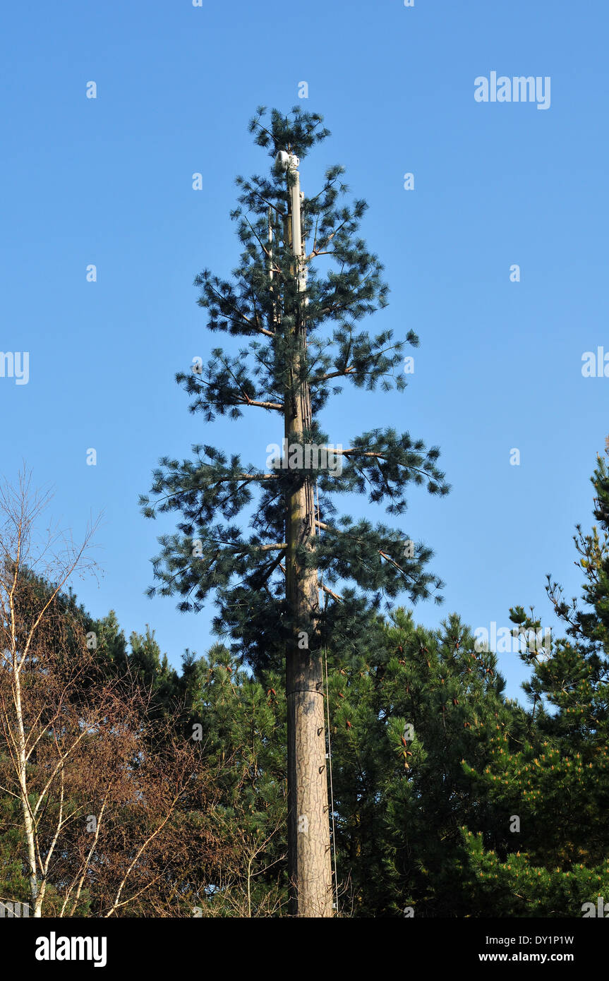Mobile phone mast disguised as a pine tree near Dibden Purlieu on the ...