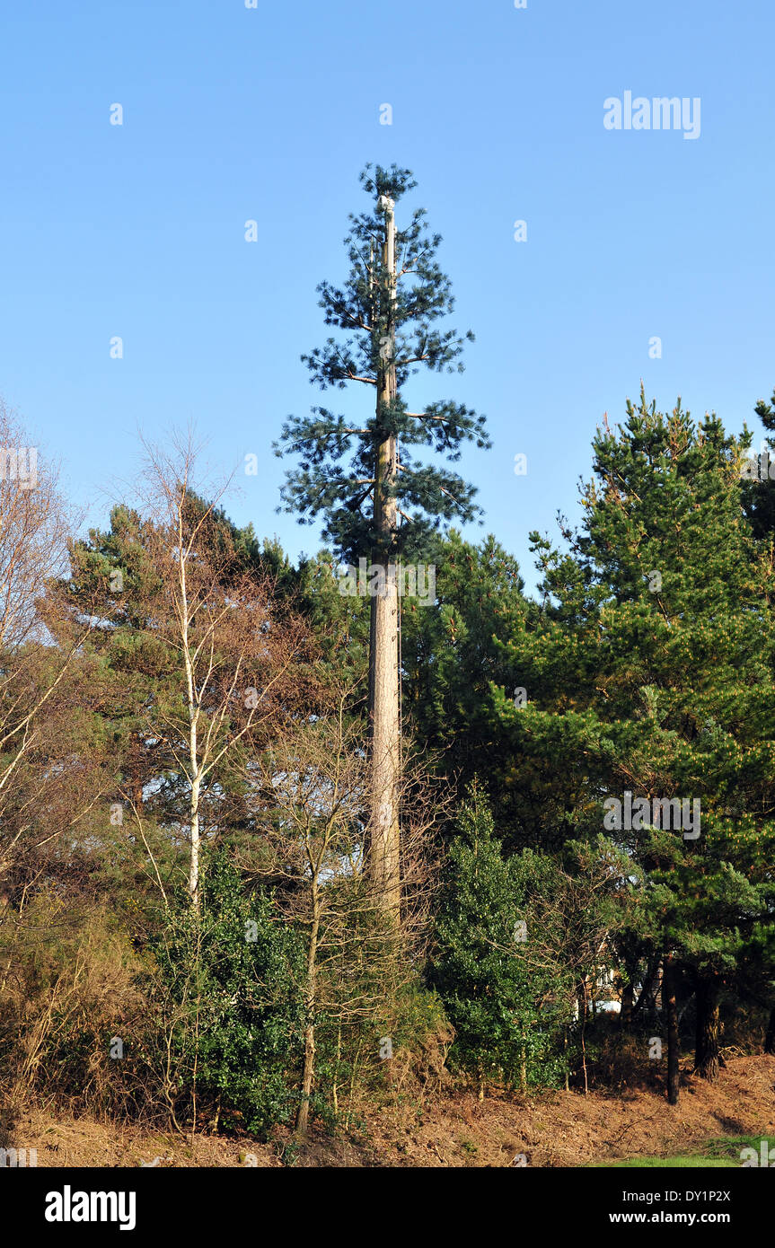 A mobile phone mast camouflaged as a tree hi-res stock photography and ...