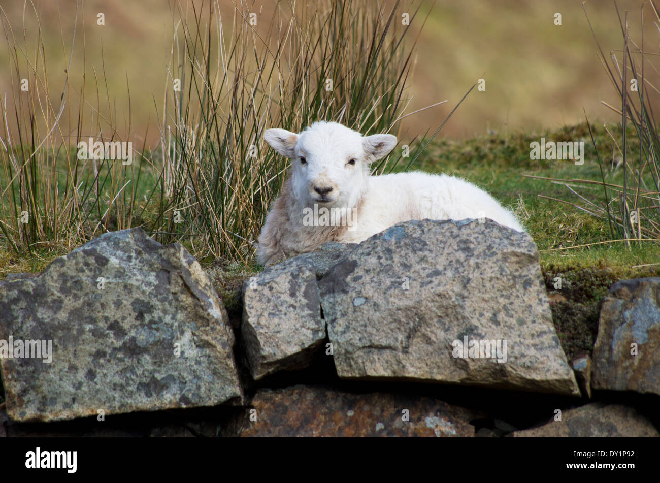 A lamb lying behind rocks Stock Photo - Alamy