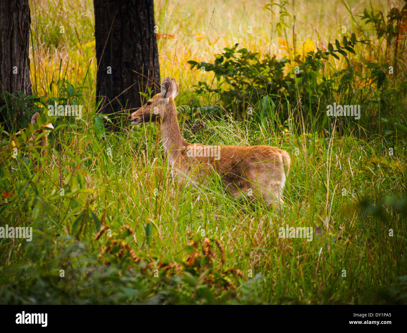 Barasingha deer rucervus duvaucelii cervus hi-res stock photography and ...