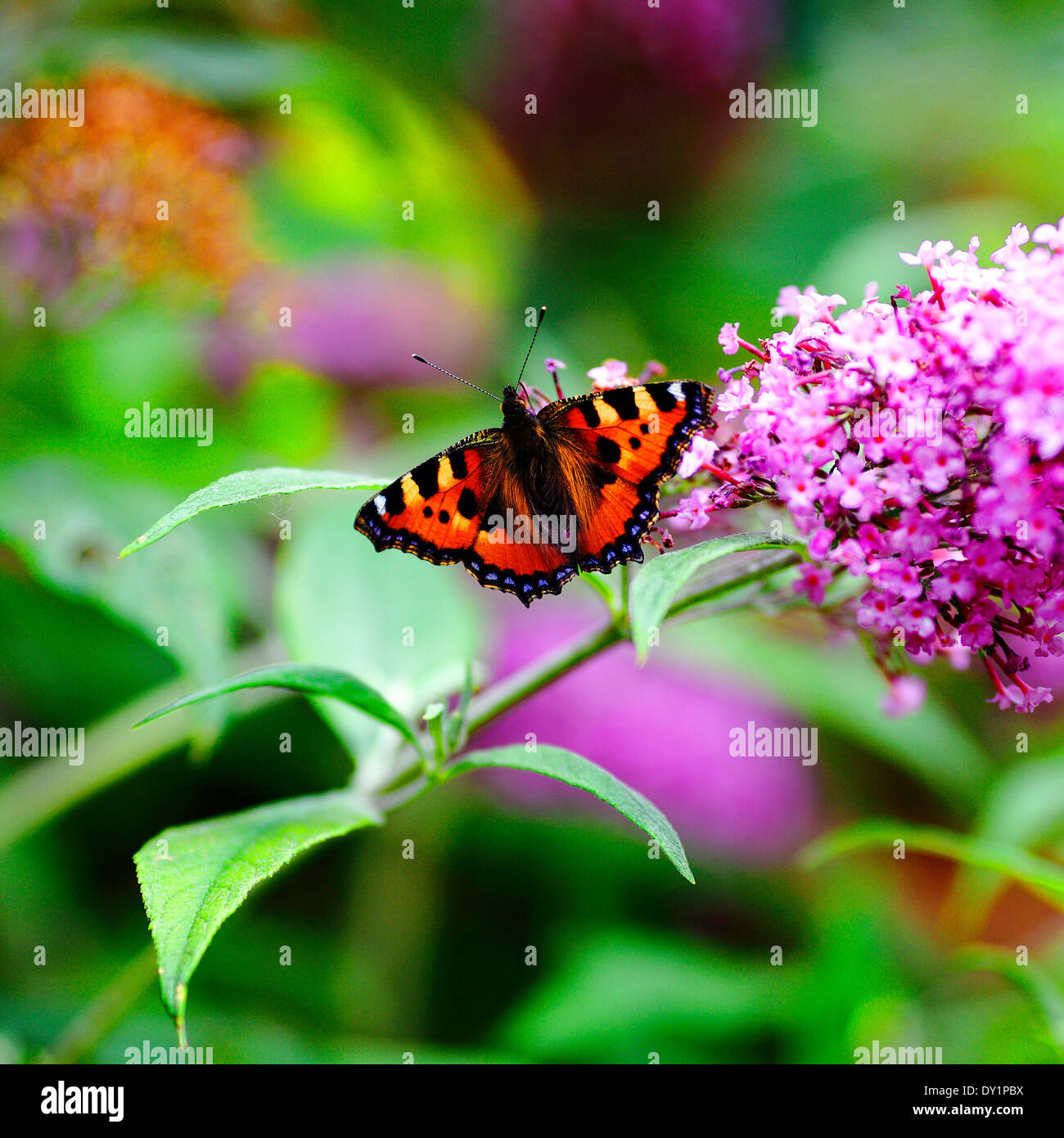 British native peacock butterfly hi-res stock photography and images ...
