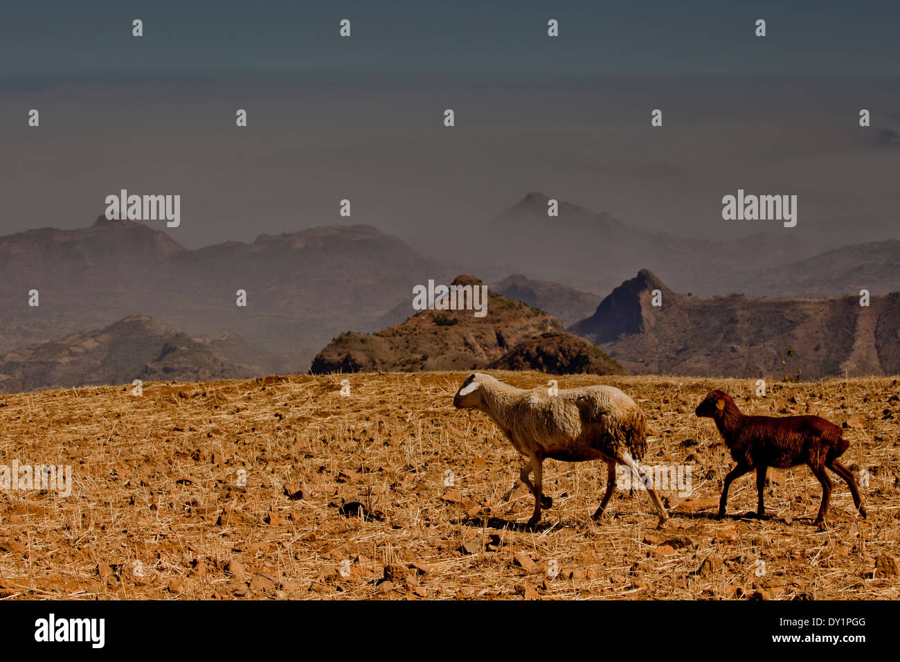 African mountain vista Misty Blue sky Sheep Stock Photo - Alamy