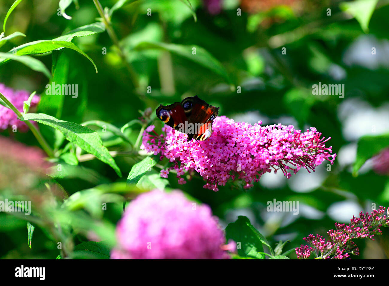 British native peacock butterfly hi-res stock photography and images ...
