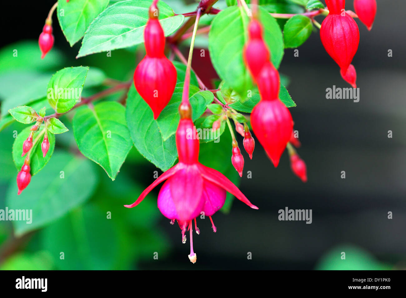 Fuscia hi-res stock photography and images - Alamy