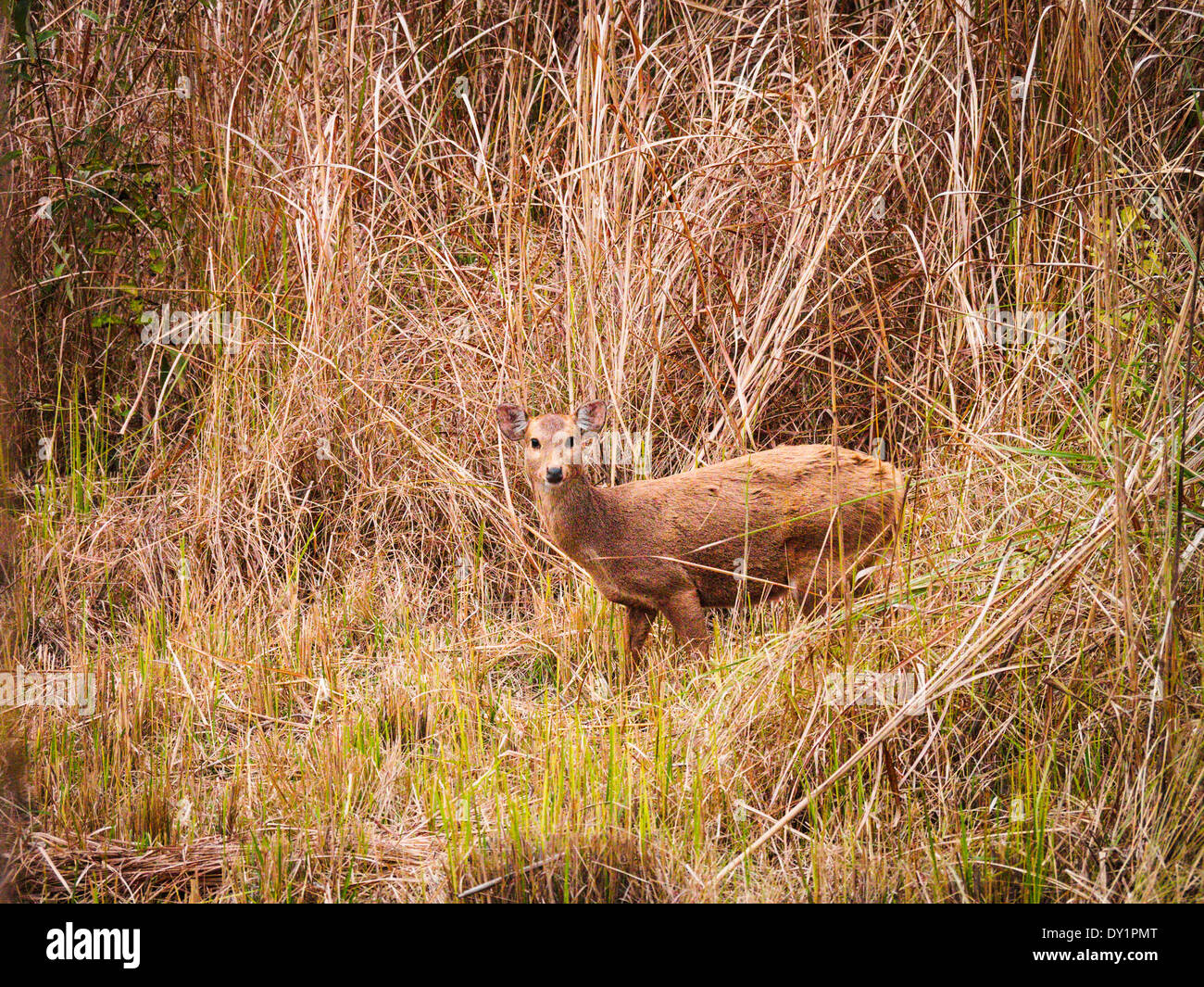 Hog deer (Axis porcinus) in Bardia National Park, Nepal Stock Photo - Alamy