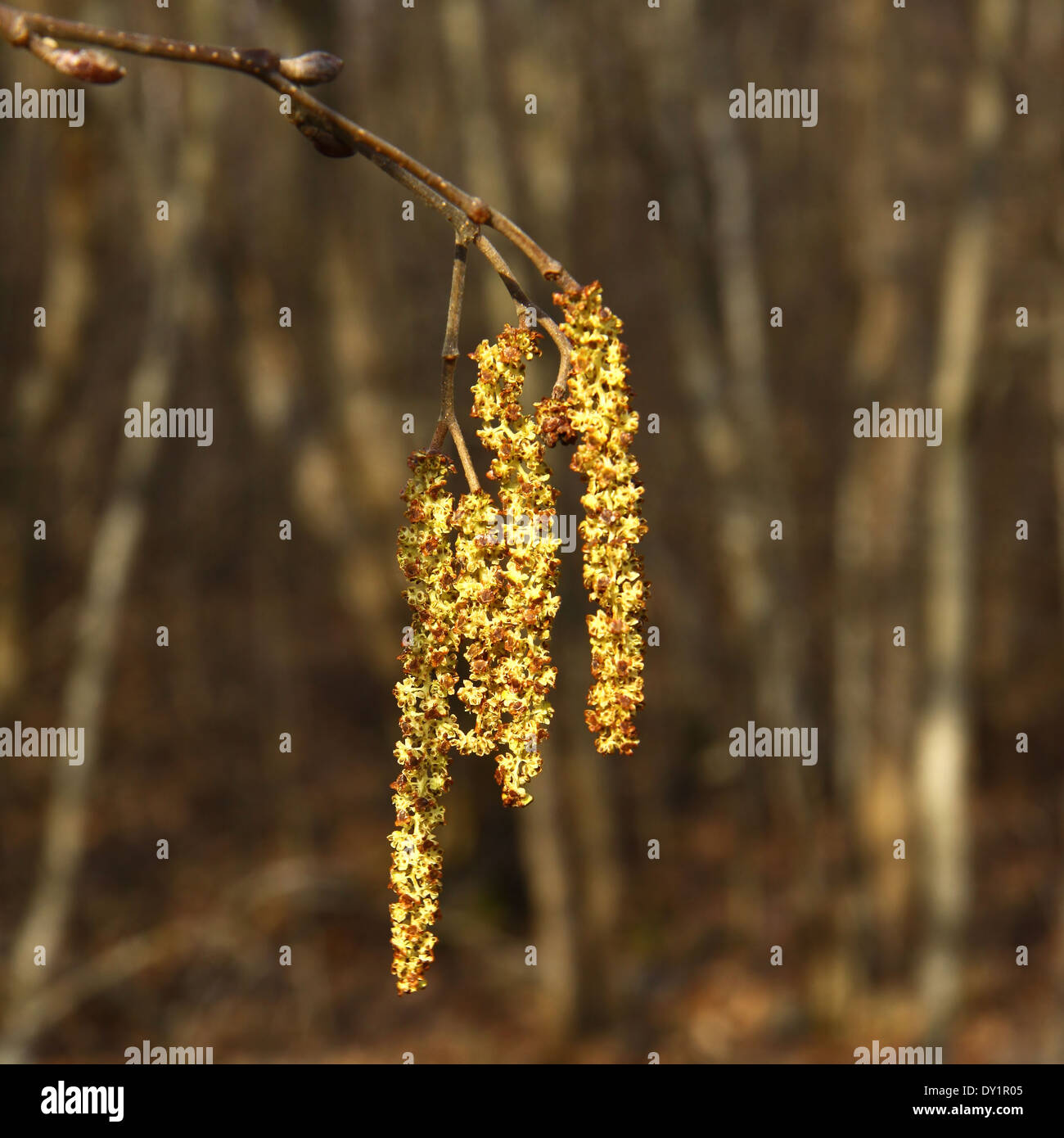 Birch With Catkins High Resolution Stock Photography and Images - Alamy