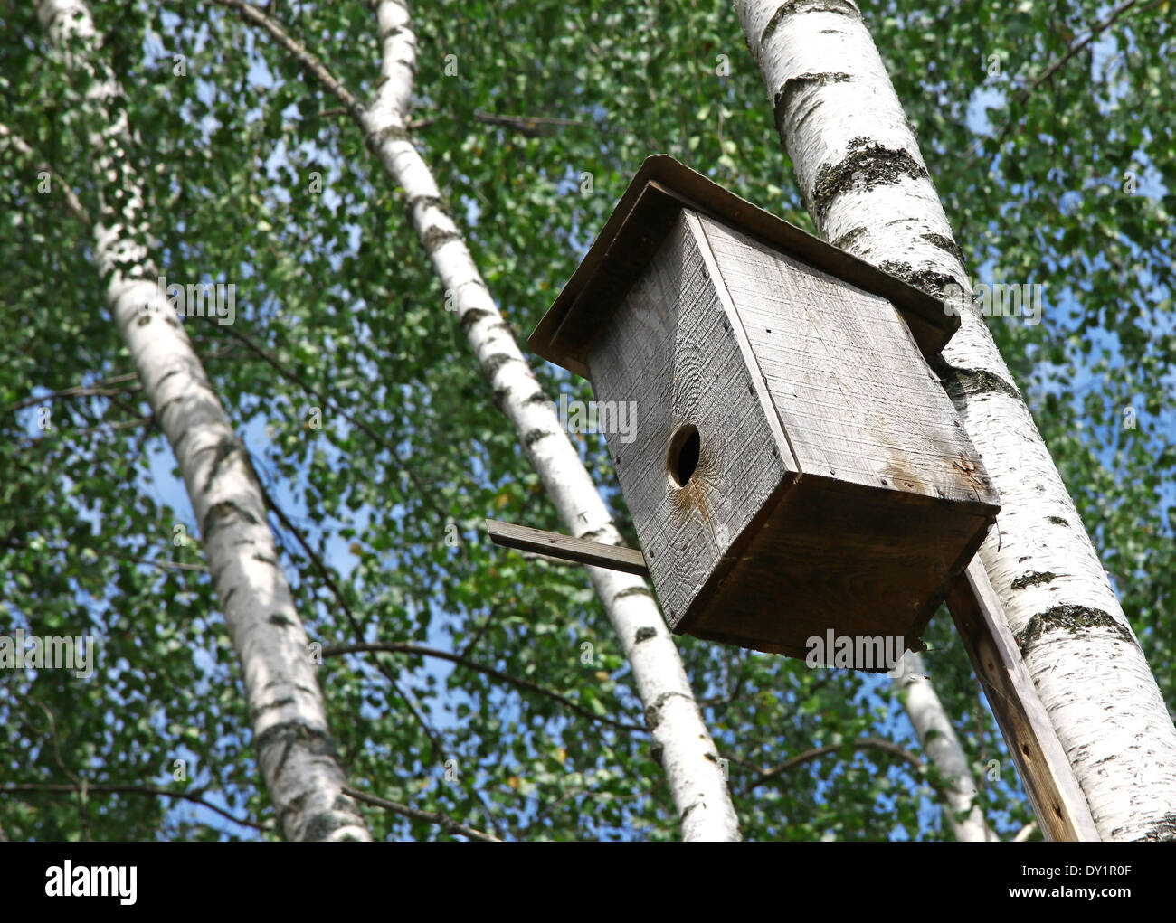 Tree nesting birds hi-res stock photography and images - Alamy