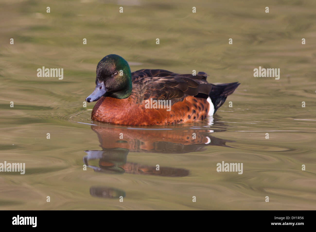 Chestnut teal duck hi-res stock photography and images - Alamy