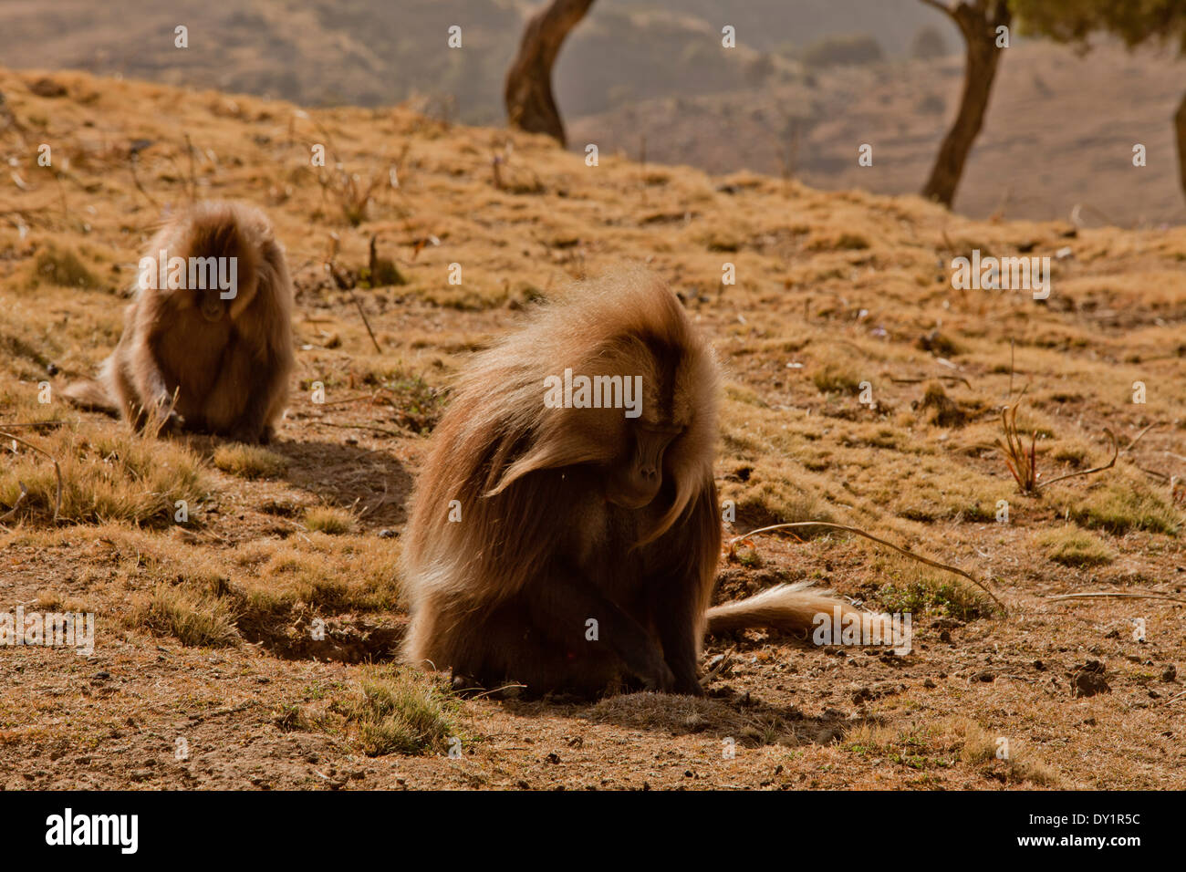 Gelada Monkeys eating Grass in Ethiopian Africa Stock Photo - Alamy