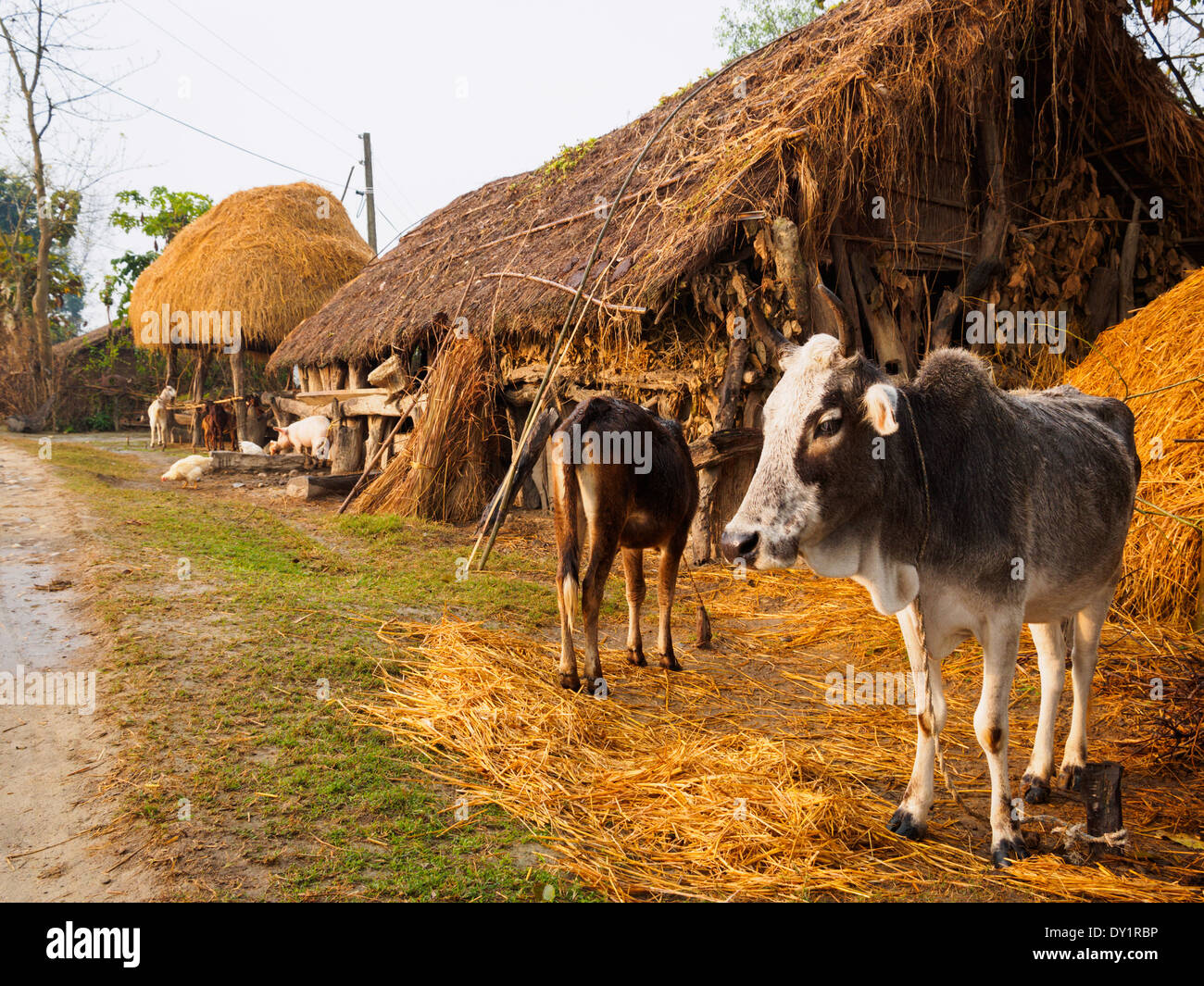 Livestock including oxen abound in the village of Thakurdwara, Nepal ...