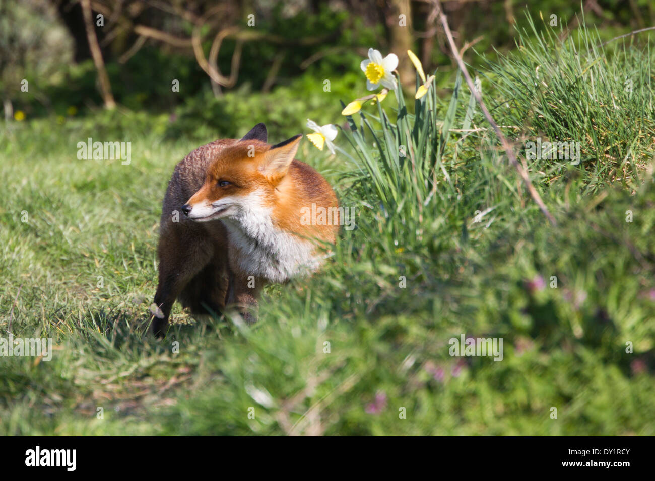 Urban red foxes scavenging hi-res stock photography and images - Alamy