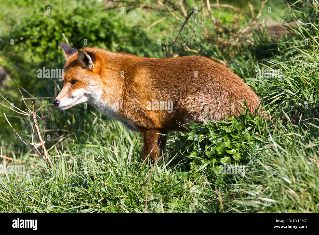 European Red Fox in the UK. March Stock Photo - Alamy