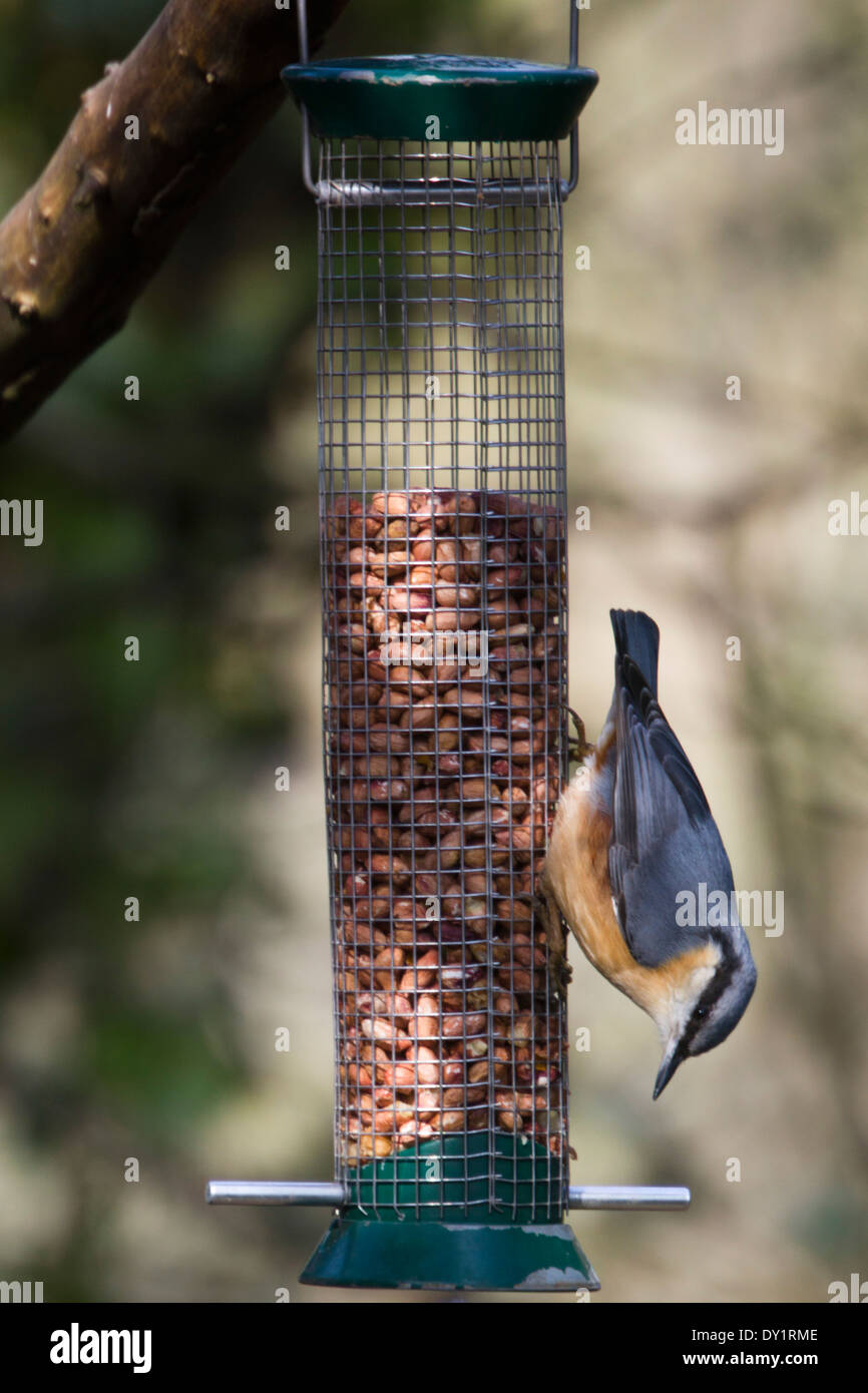 Uk garden birds feeders hi-res stock photography and images - Alamy