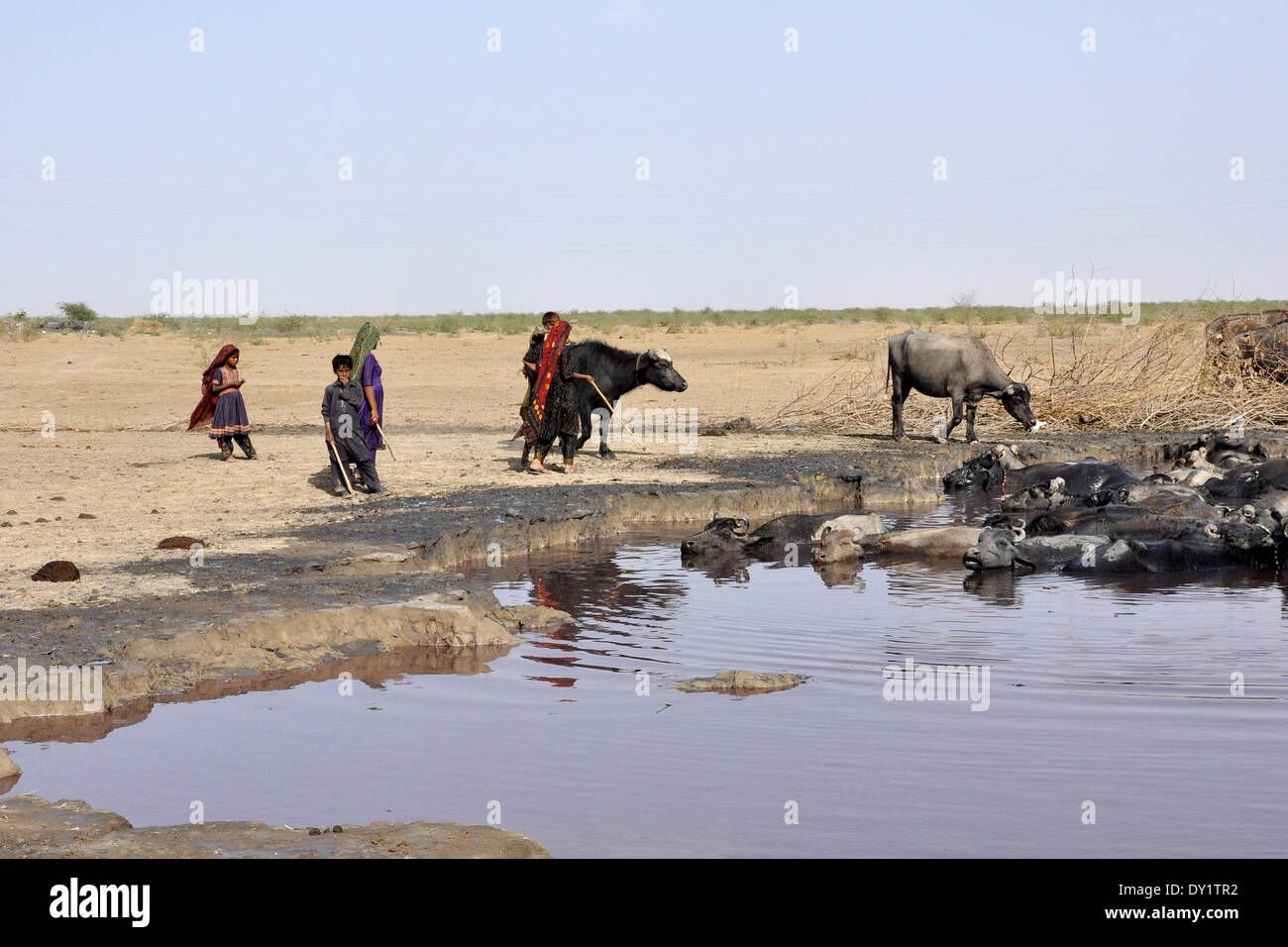India, Gujarat, Rann of Kutch, Mengal tribe, daily life Stock Photo - Alamy