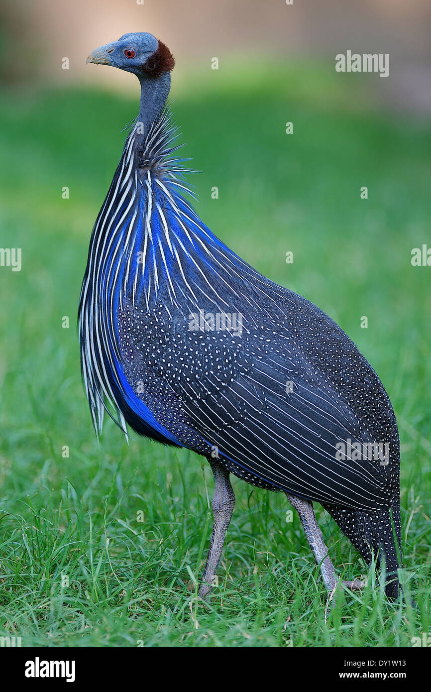 Guin hi-res stock photography and images - Alamy