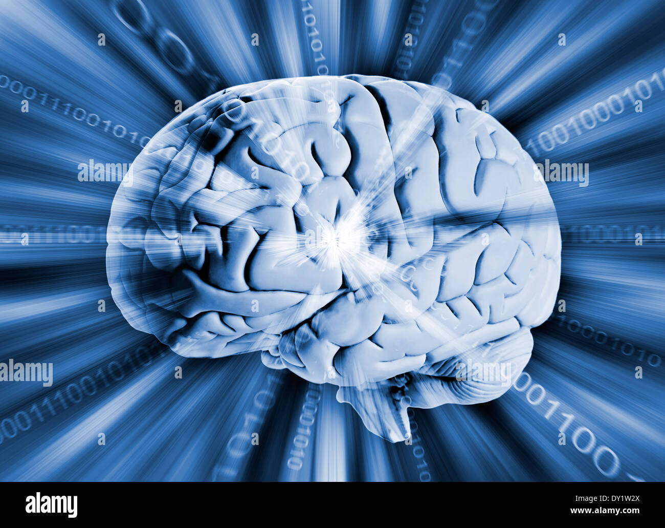 Human brain with binary code Stock Photo - Alamy