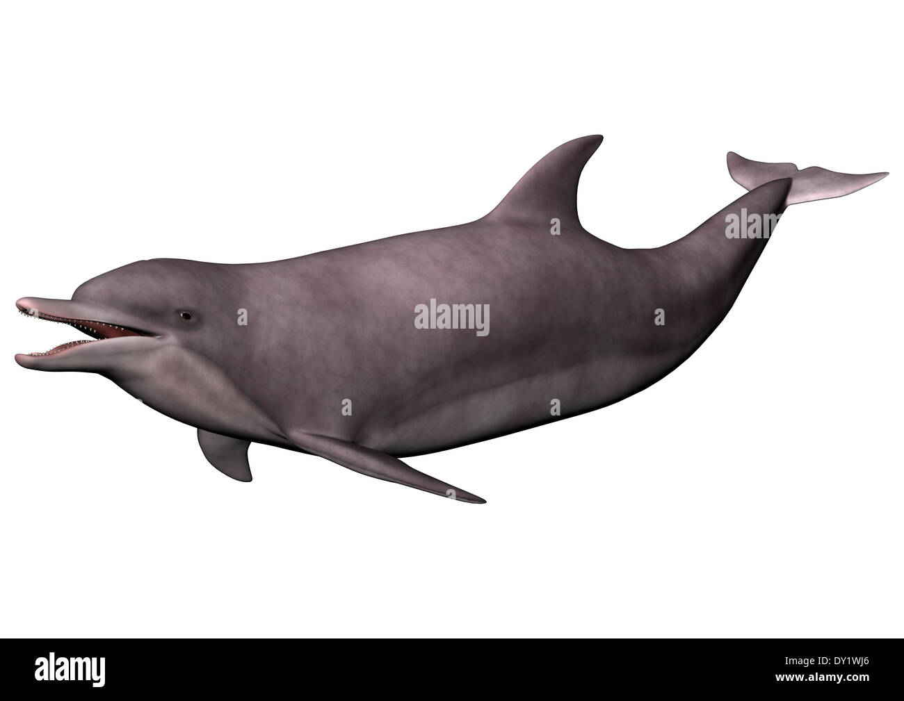 3D digital render of a swimming dolphin isolated on white background ...