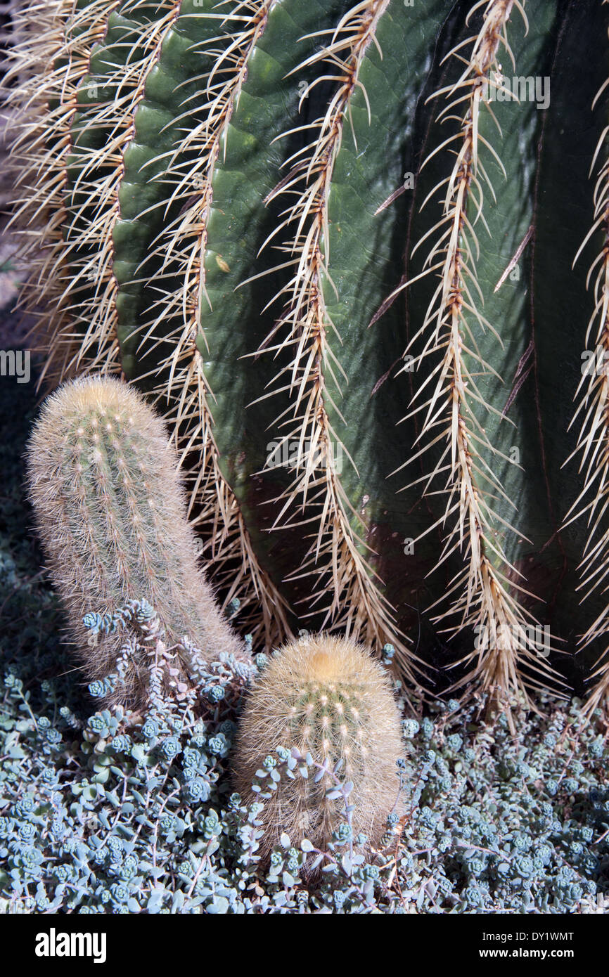 Cacti plants hi-res stock photography and images - Alamy