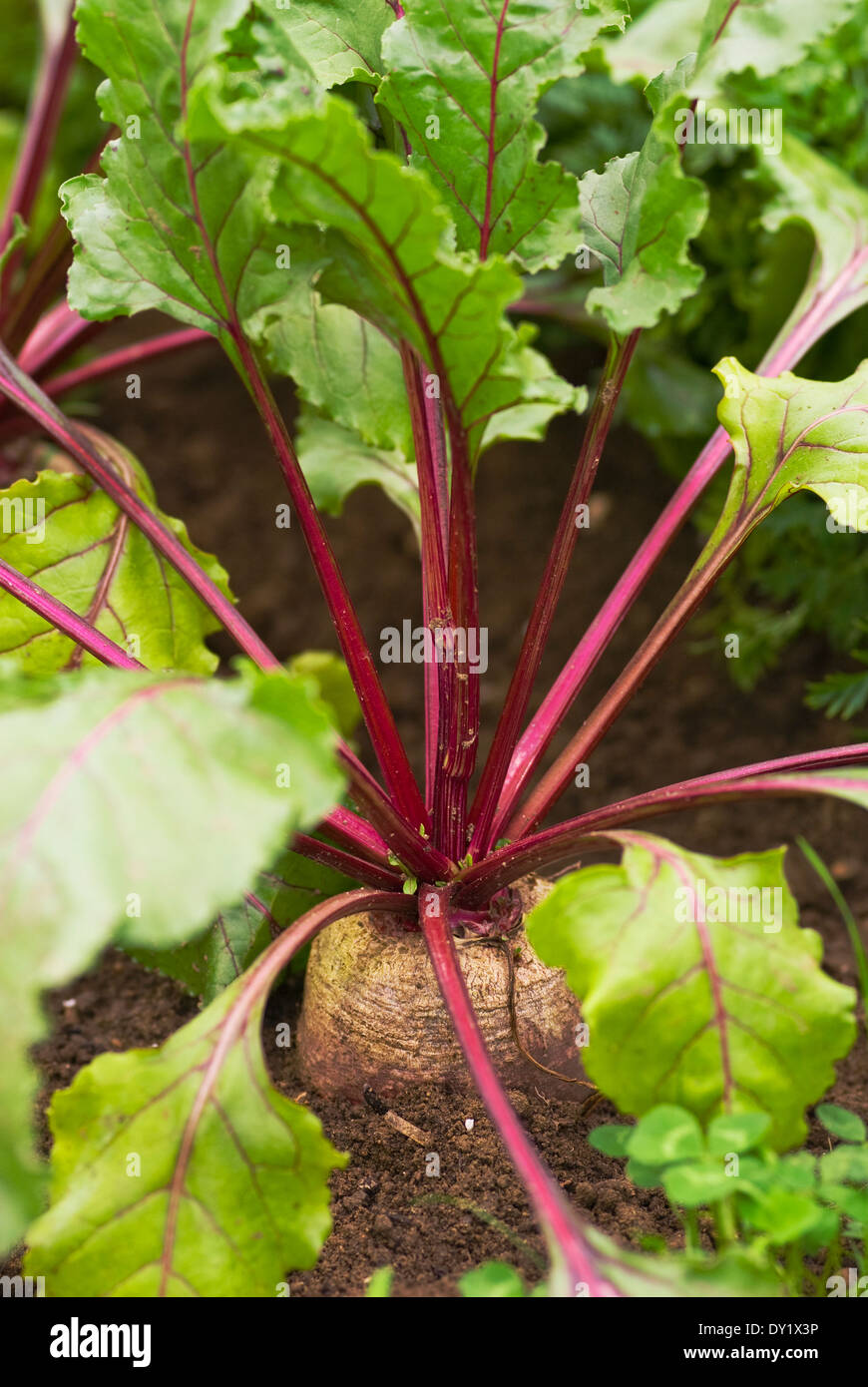 Beta vulgaris beetroot hi-res stock photography and images - Alamy