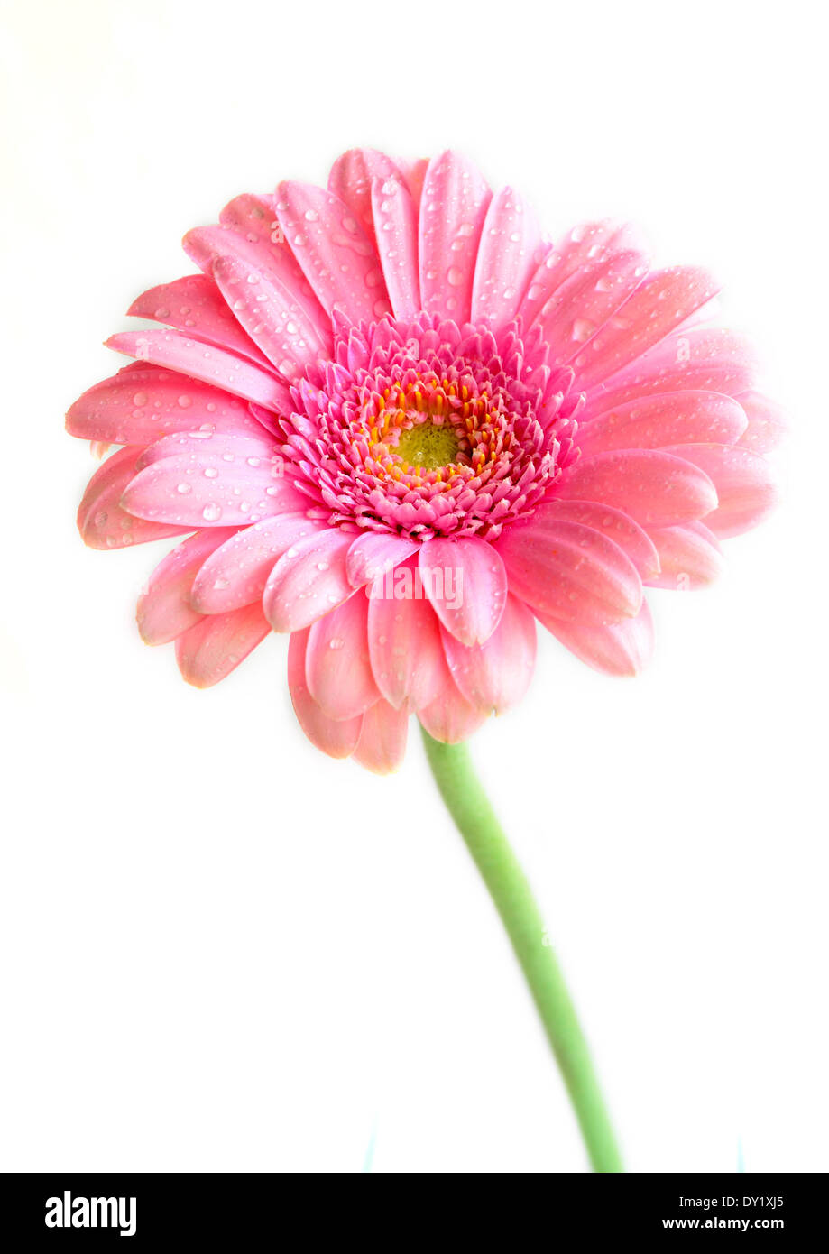 Stalk gerbera hi-res stock photography and images - Alamy