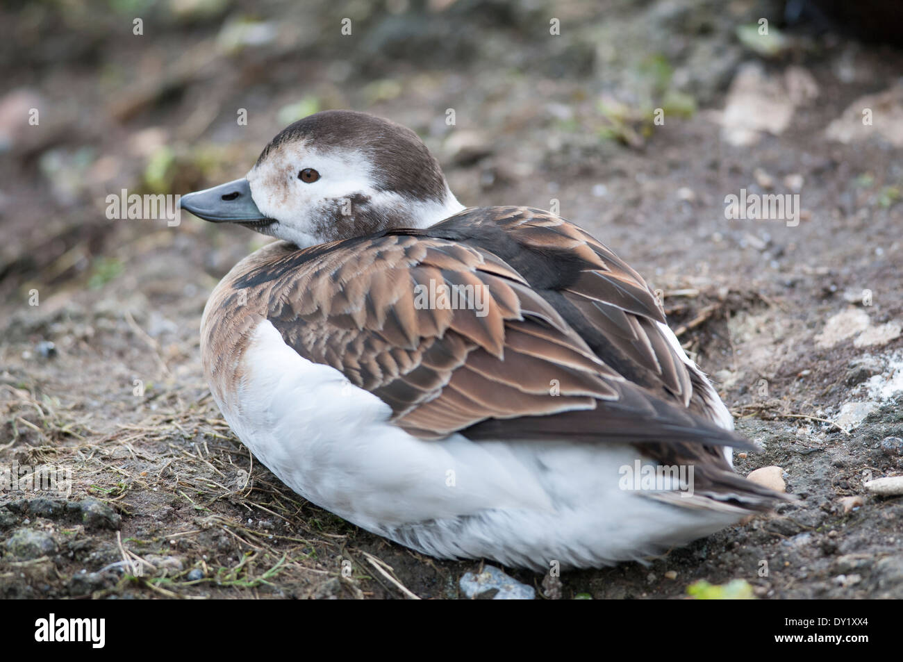 Medium duck hi-res stock photography and images - Alamy