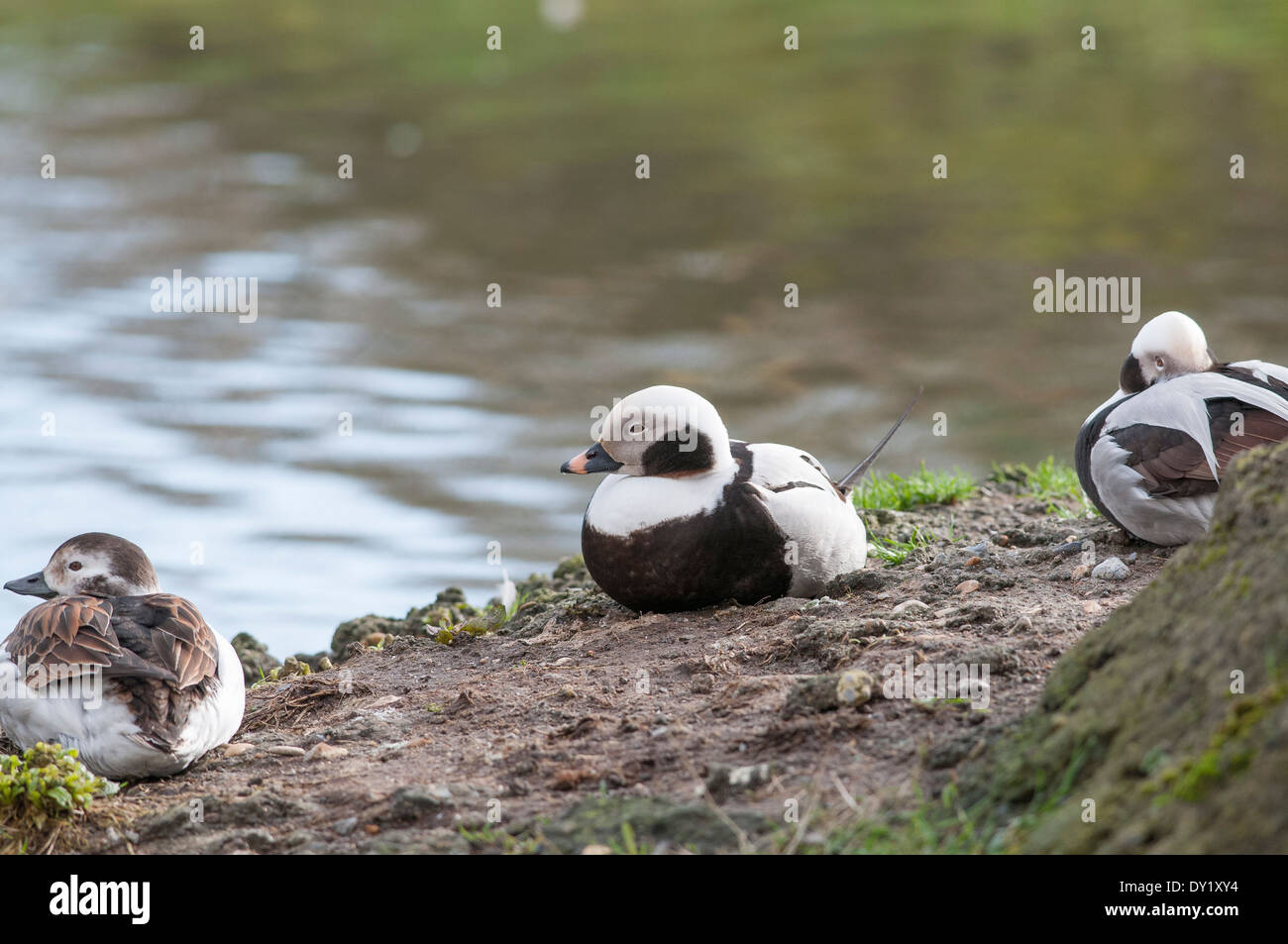 Medium sized sea duck hi-res stock photography and images - Alamy