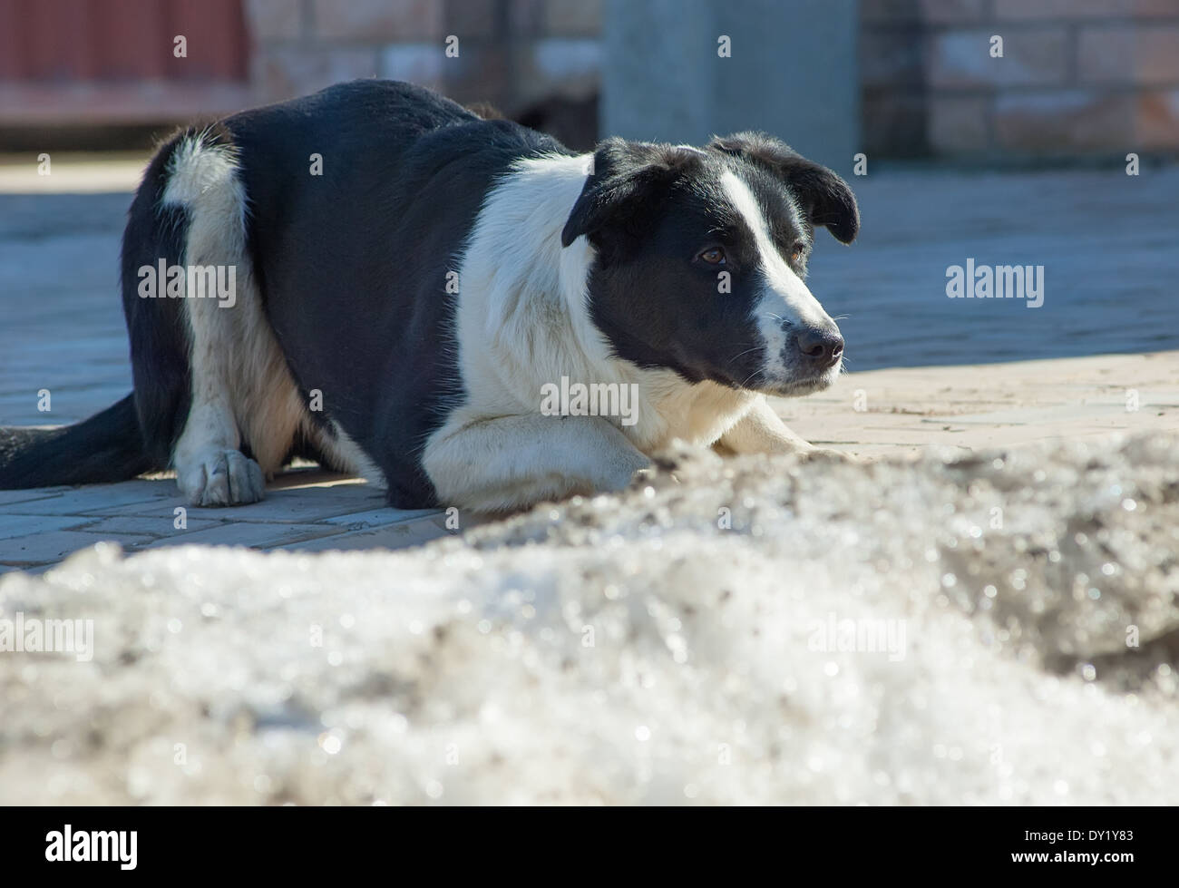 Dog ready to jump hi-res stock photography and images - Alamy