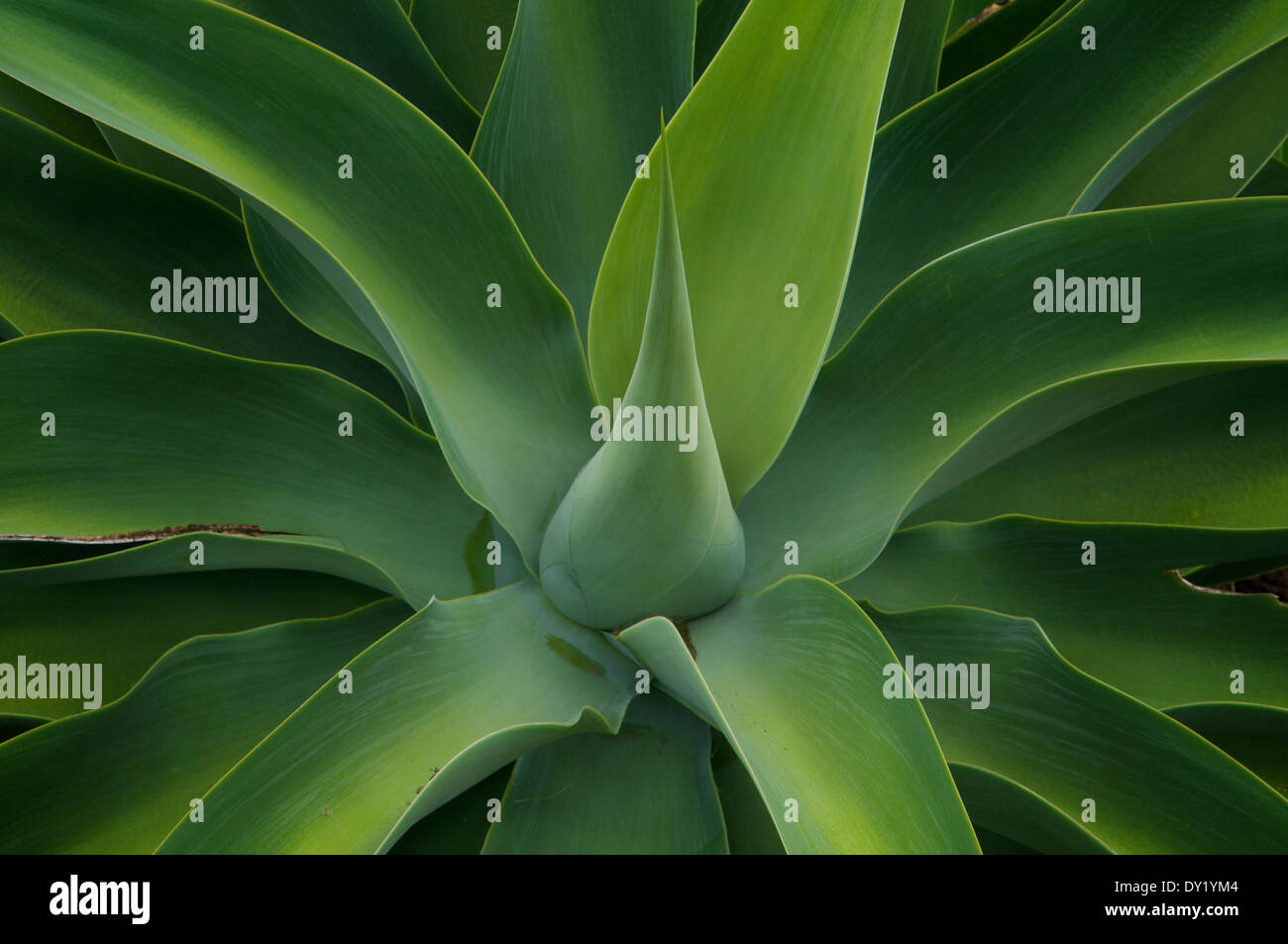 Aloe plant next to Hot Water Beach on the Coromandel Peninsula, in New ...