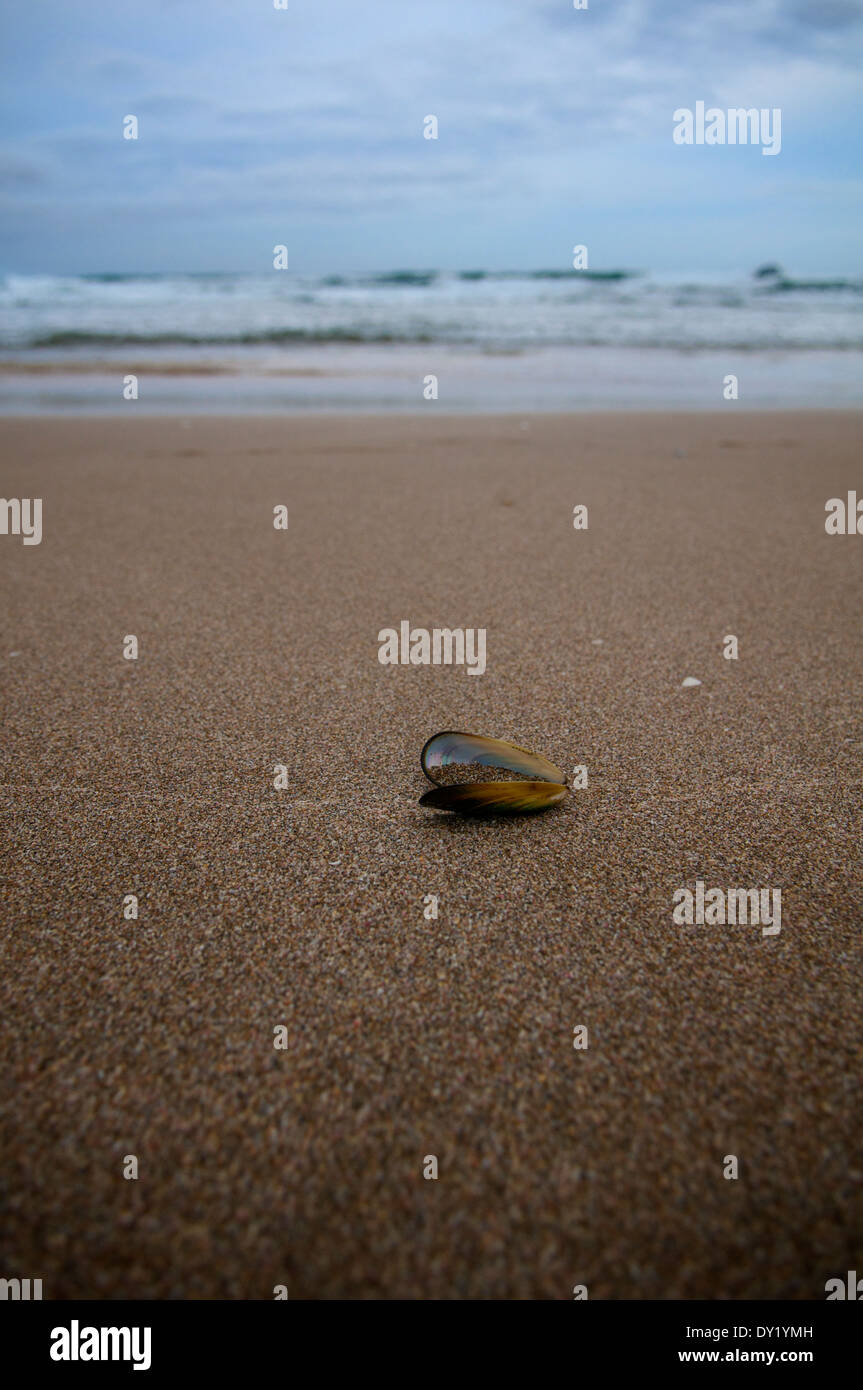 Open Clam High Resolution Stock Photography and Images - Alamy