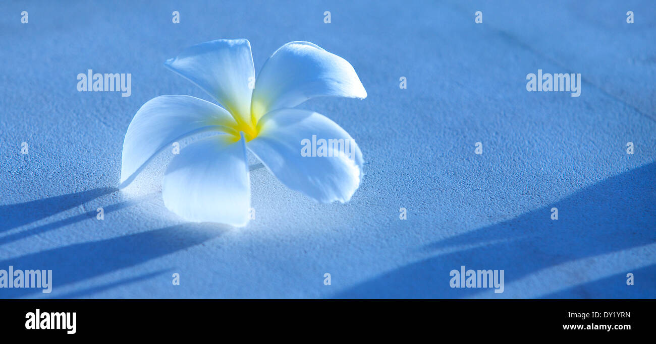 white frangipani flower on blue background Stock Photo - Alamy