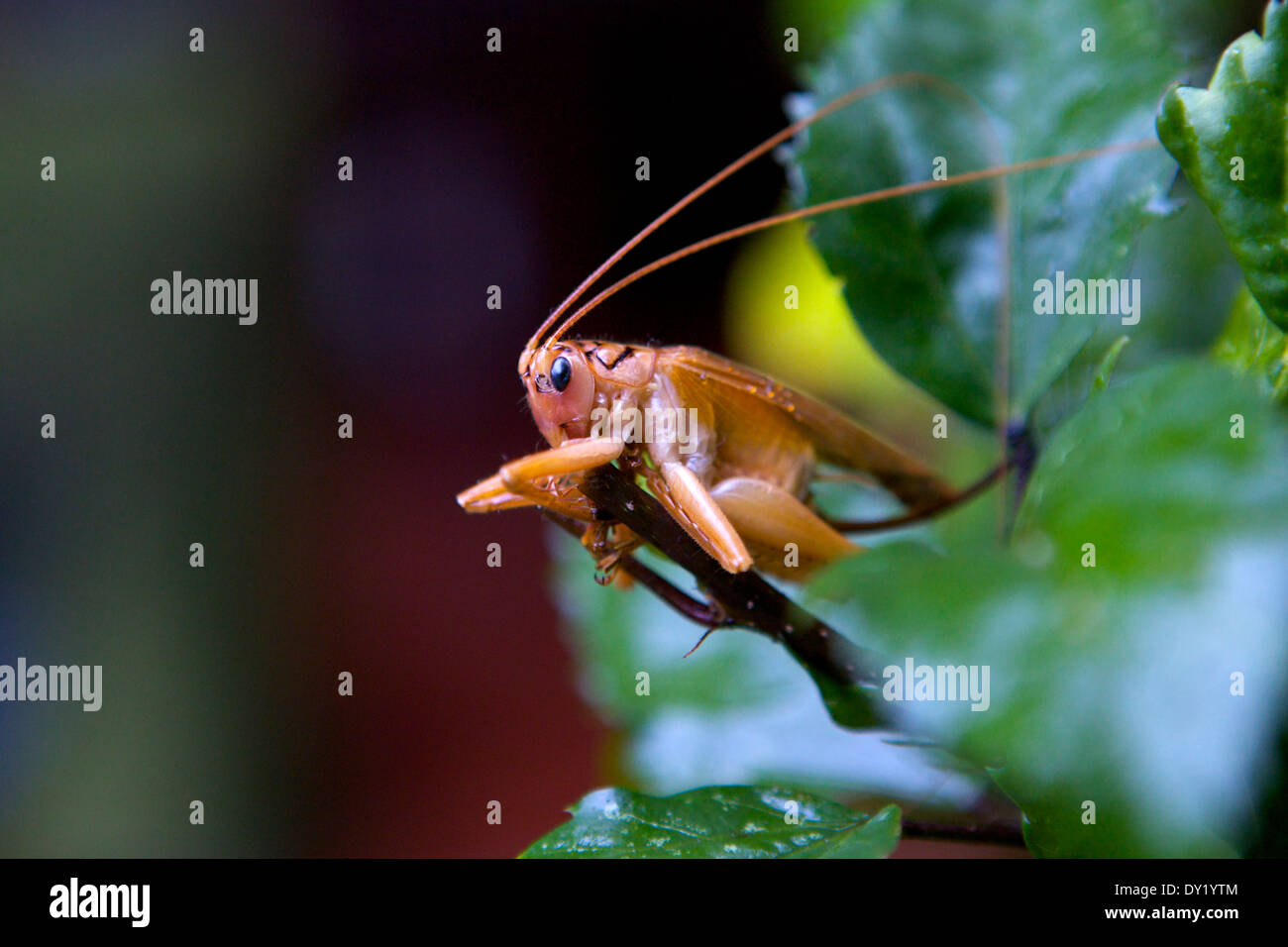 Orange Grasshopper Like Bug With Long Antenna On Green Leaves Stock