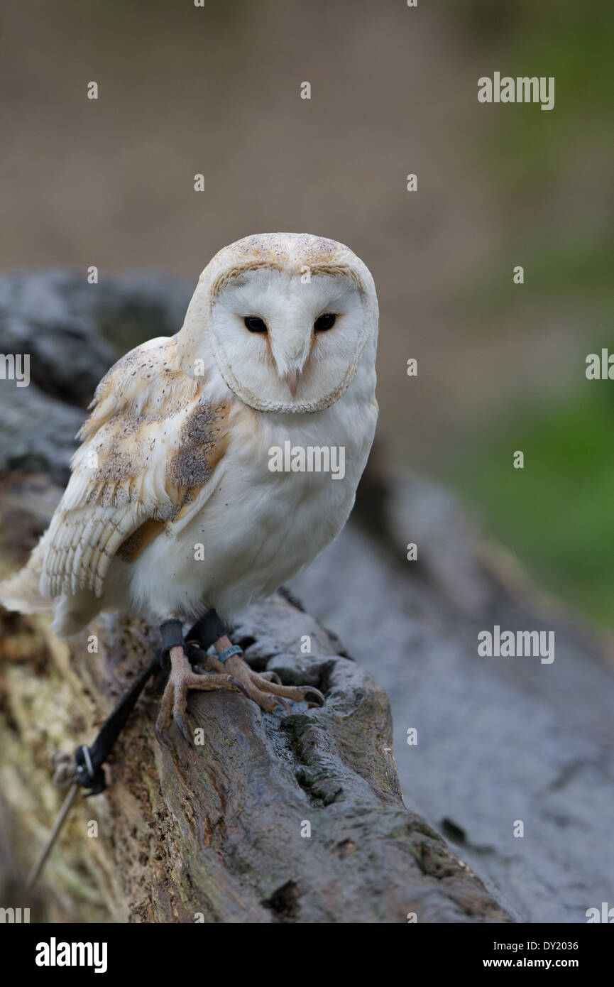 British barn owl hi-res stock photography and images - Alamy