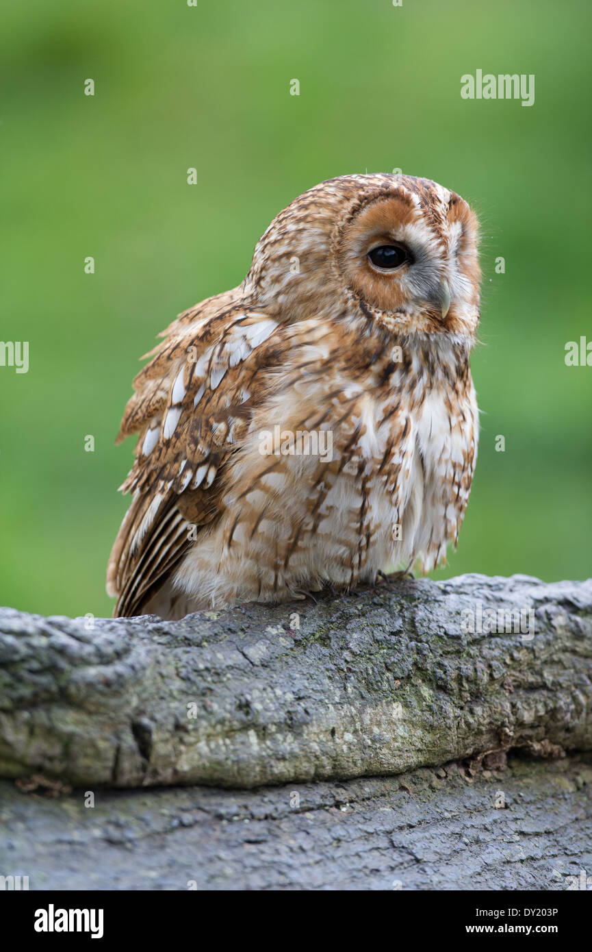 Tawny Owl (Strix aluco Stock Photo - Alamy