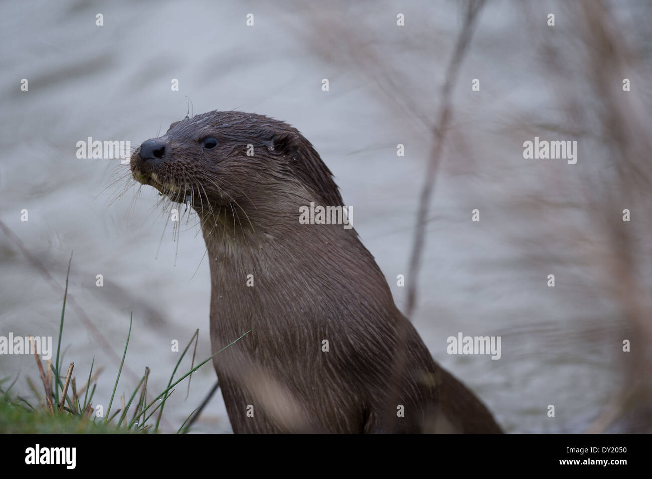 Eurasian otter river bank hi-res stock photography and images - Alamy