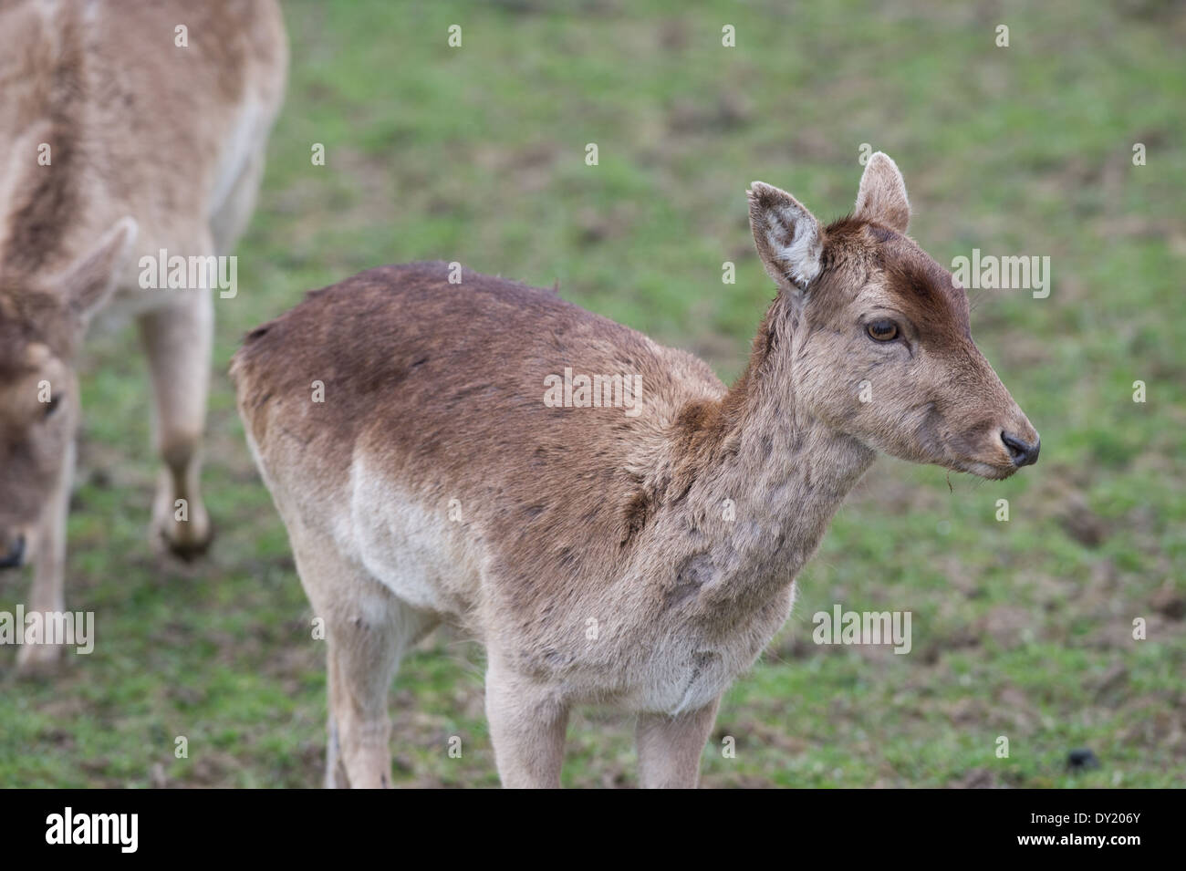 Female red deer uk hi-res stock photography and images - Alamy