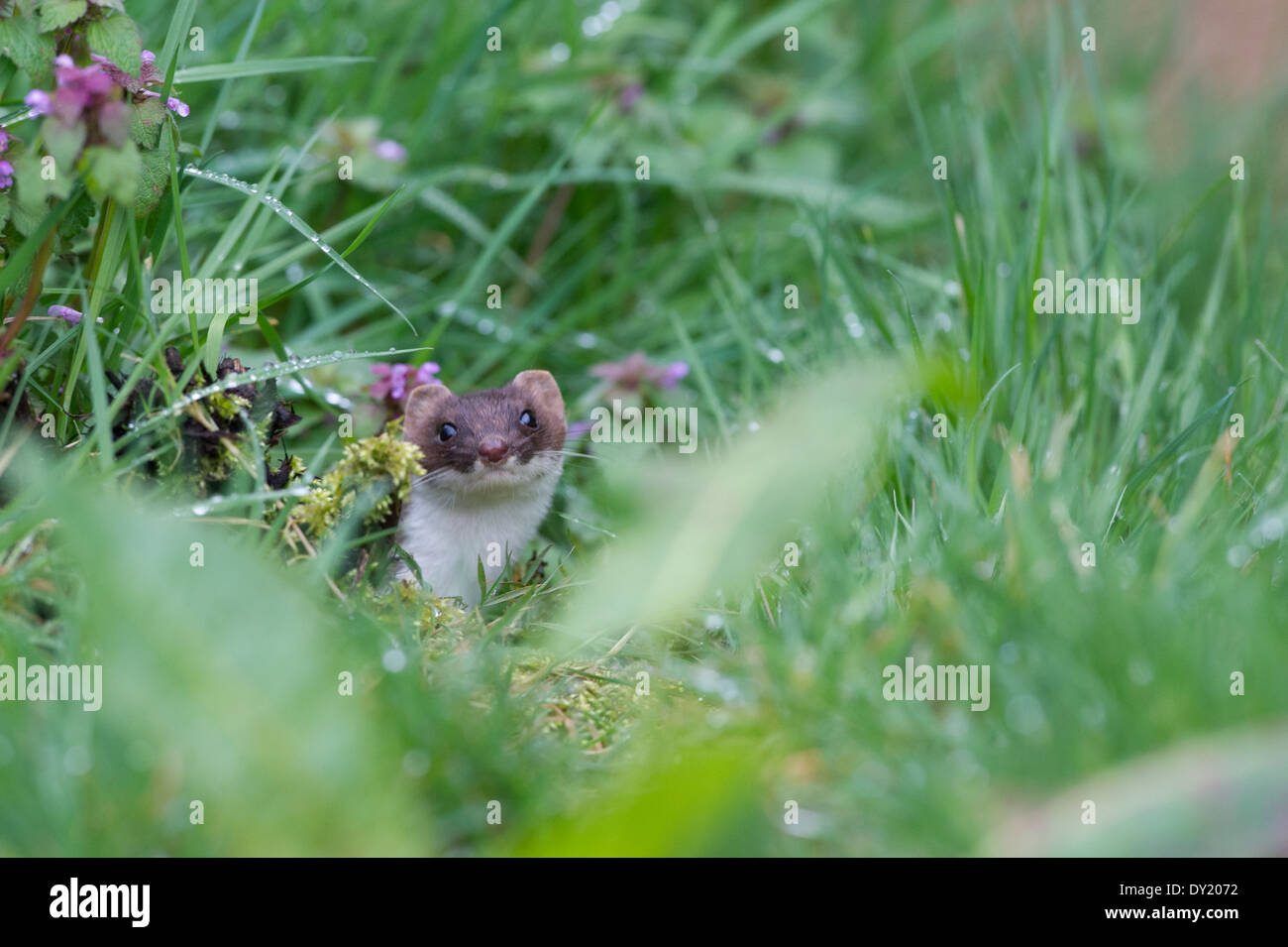 Stoat (Mustela erminea Stock Photo - Alamy