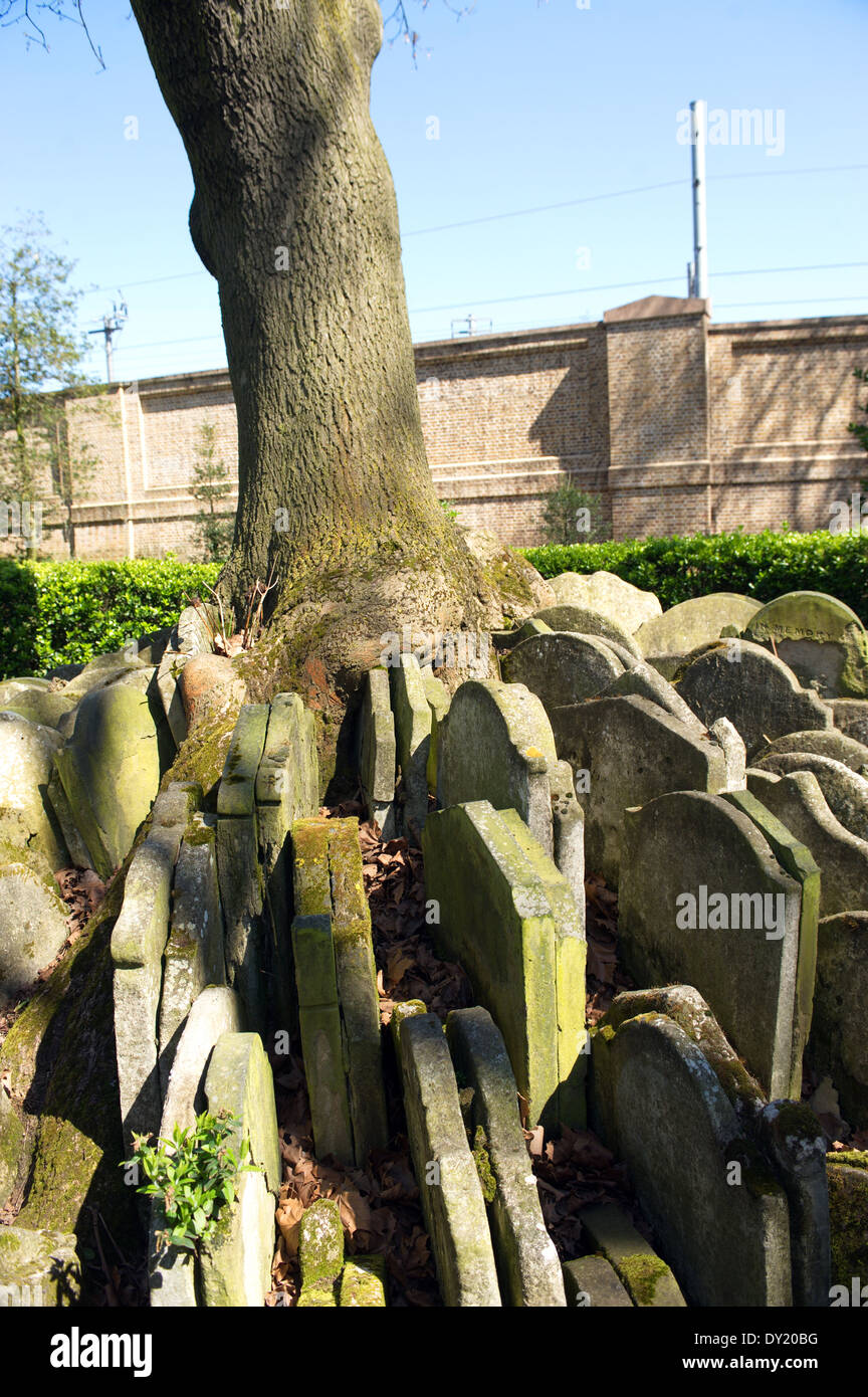 The Hardy Tree, St Pancras Gardens, Camden, London, England, UK Stock ...