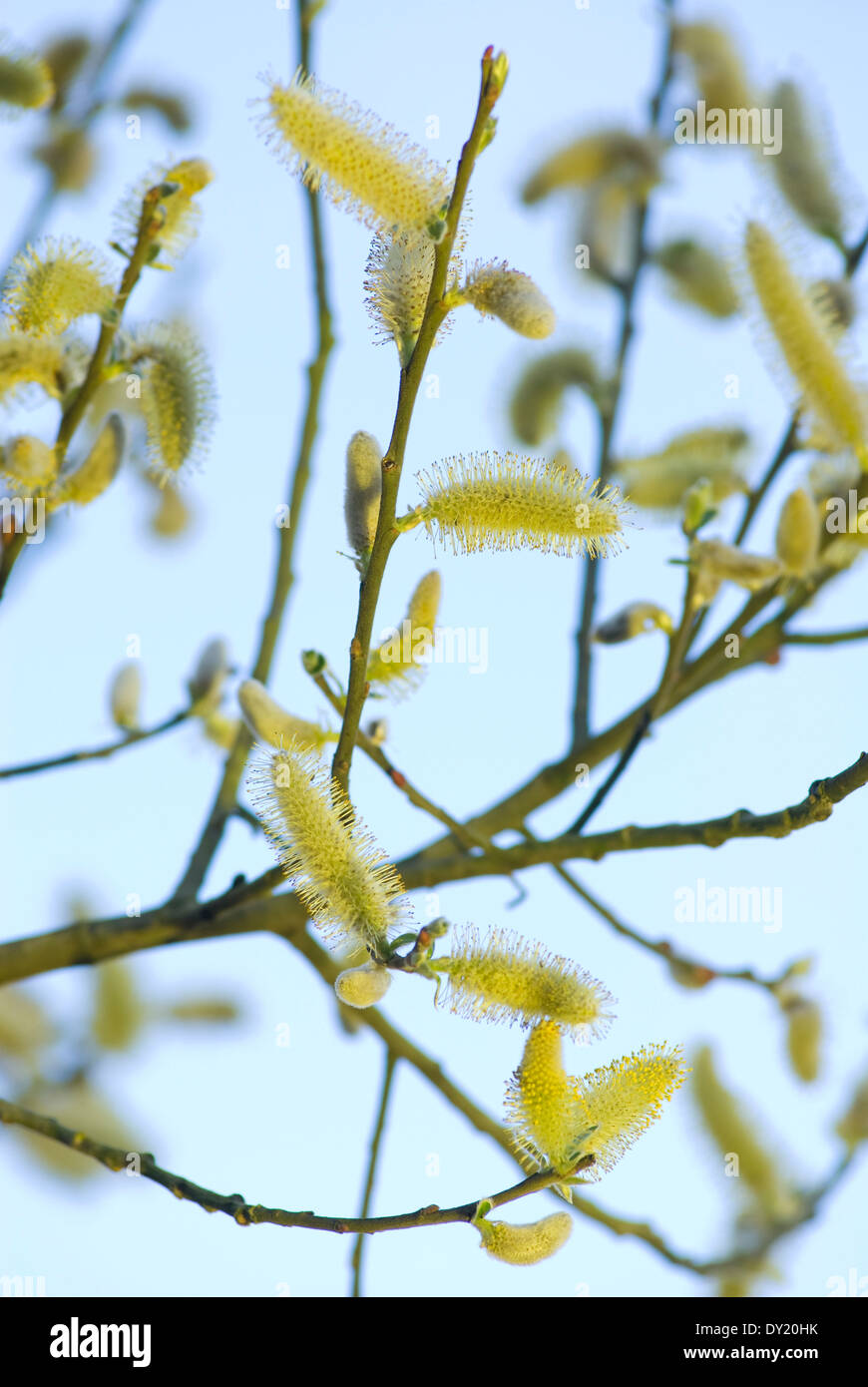 Salix hookeriana, Willow. Shrub, April. Portrait of yellow catkins ...