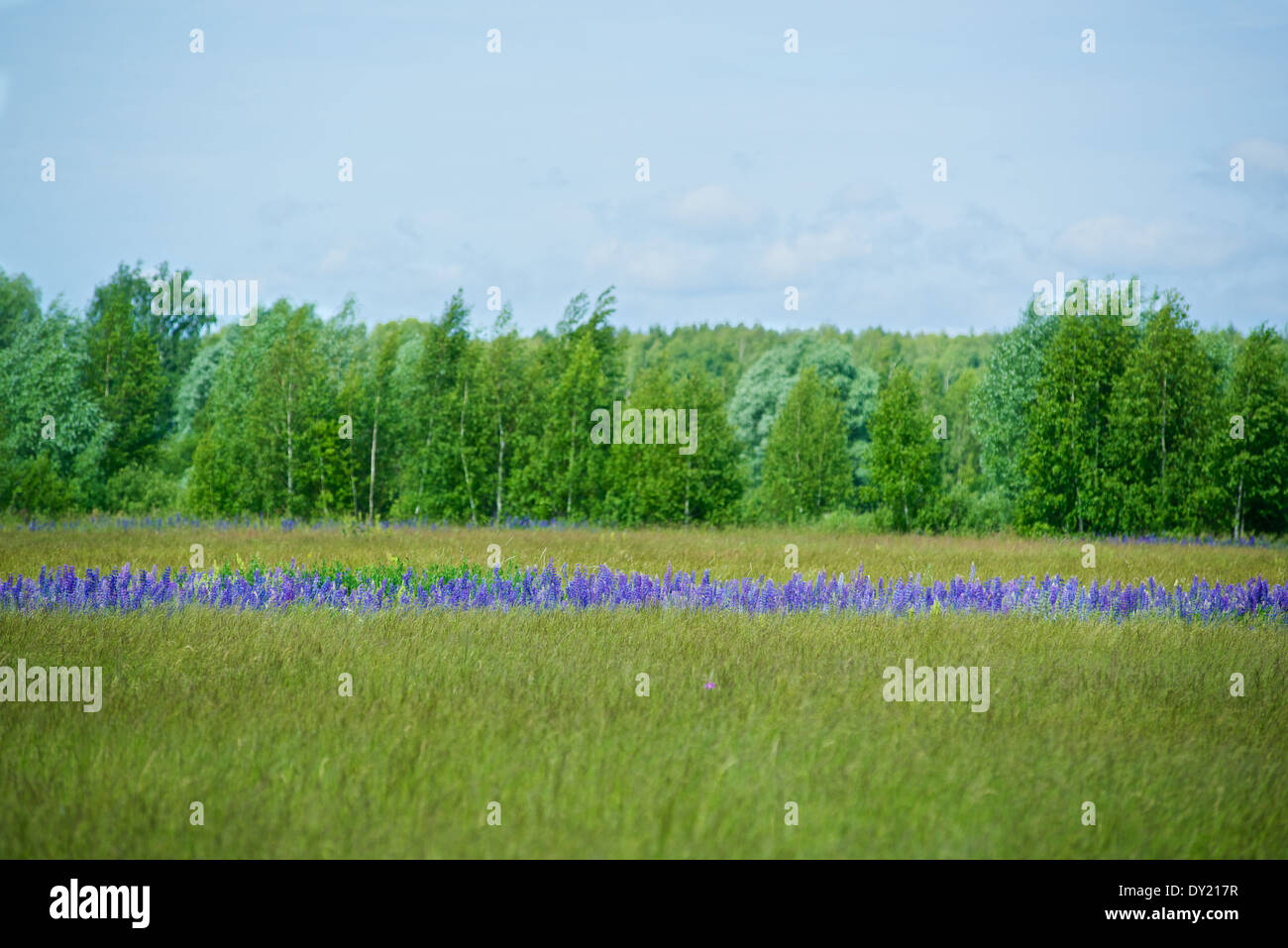 The picture of the green meadow with blue flowers Stock Photo - Alamy