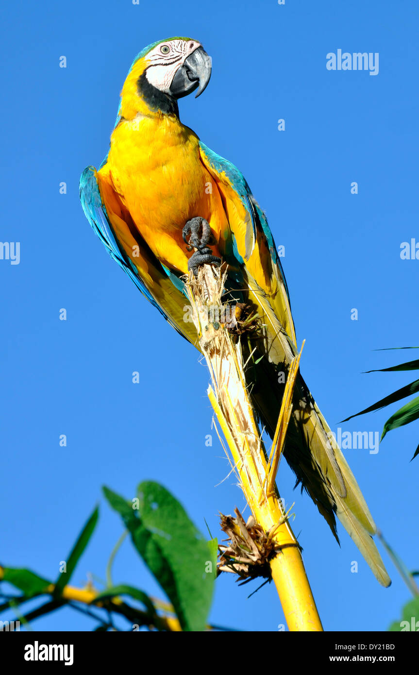 Amazon rainforest bird view hi-res stock photography and images - Alamy