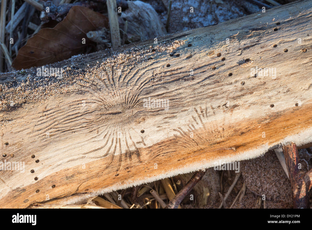 Elm tree disease hi-res stock photography and images - Alamy