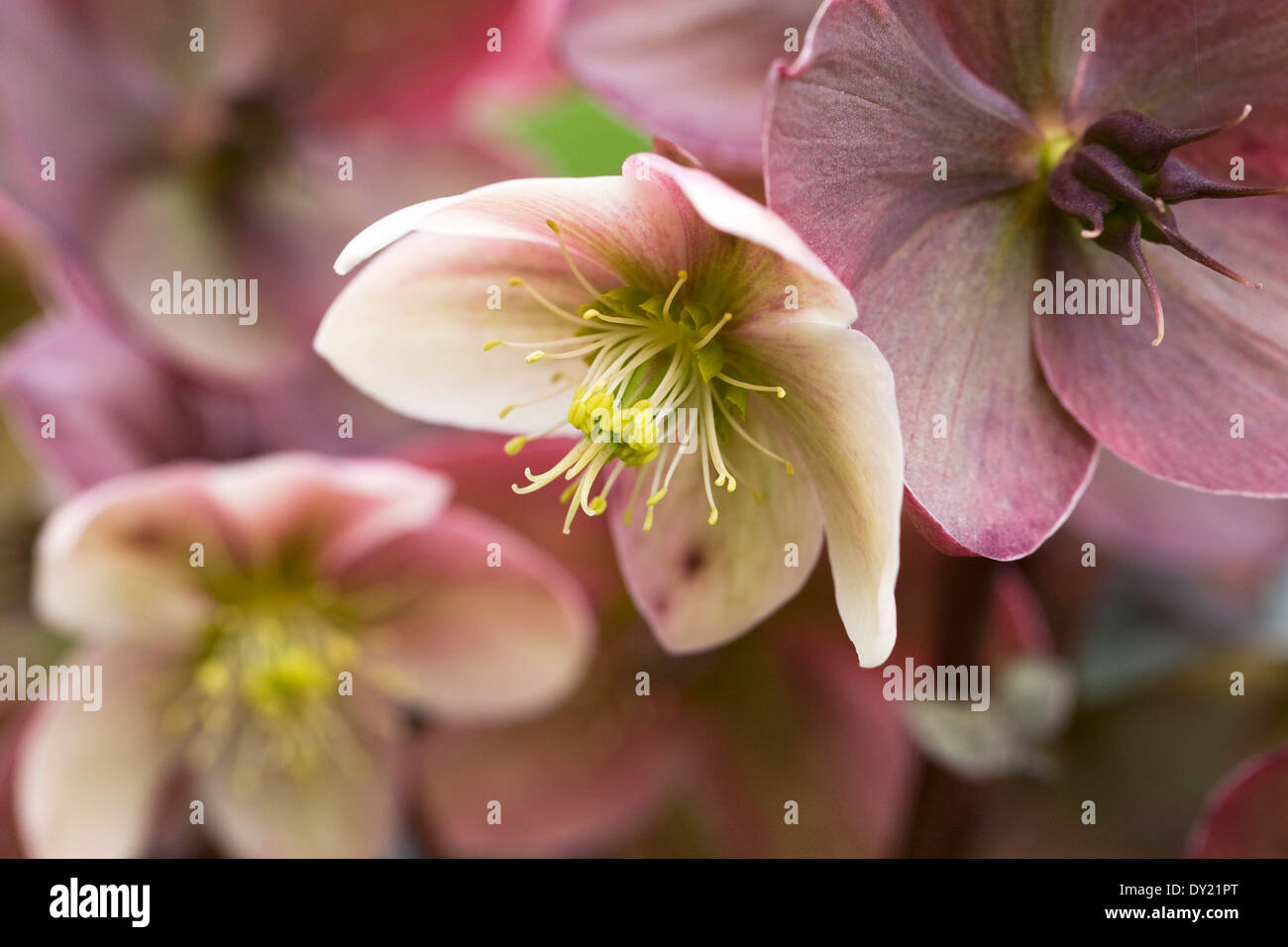 Spring border hellebores hi-res stock photography and images - Alamy