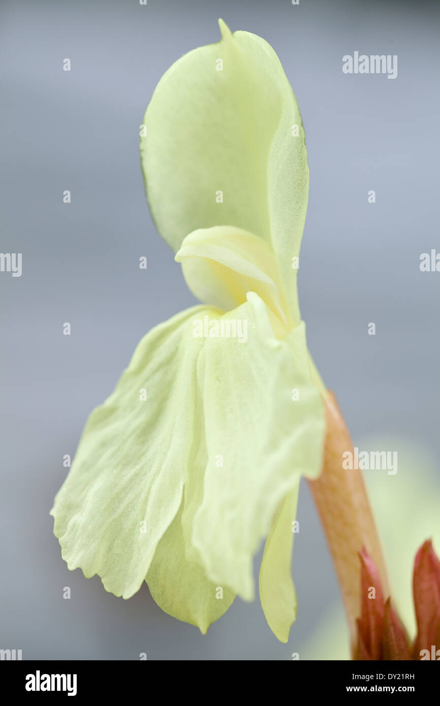 Roscoea cautleyoides 'Kew Beauty',Roscoea. Perennial, June. Pale yellow ...