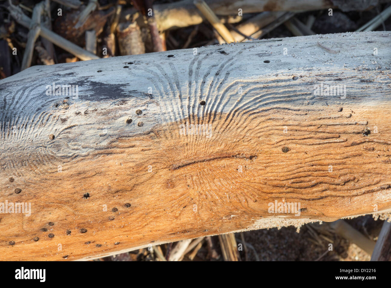 Dutch elm tree hi-res stock photography and images - Alamy